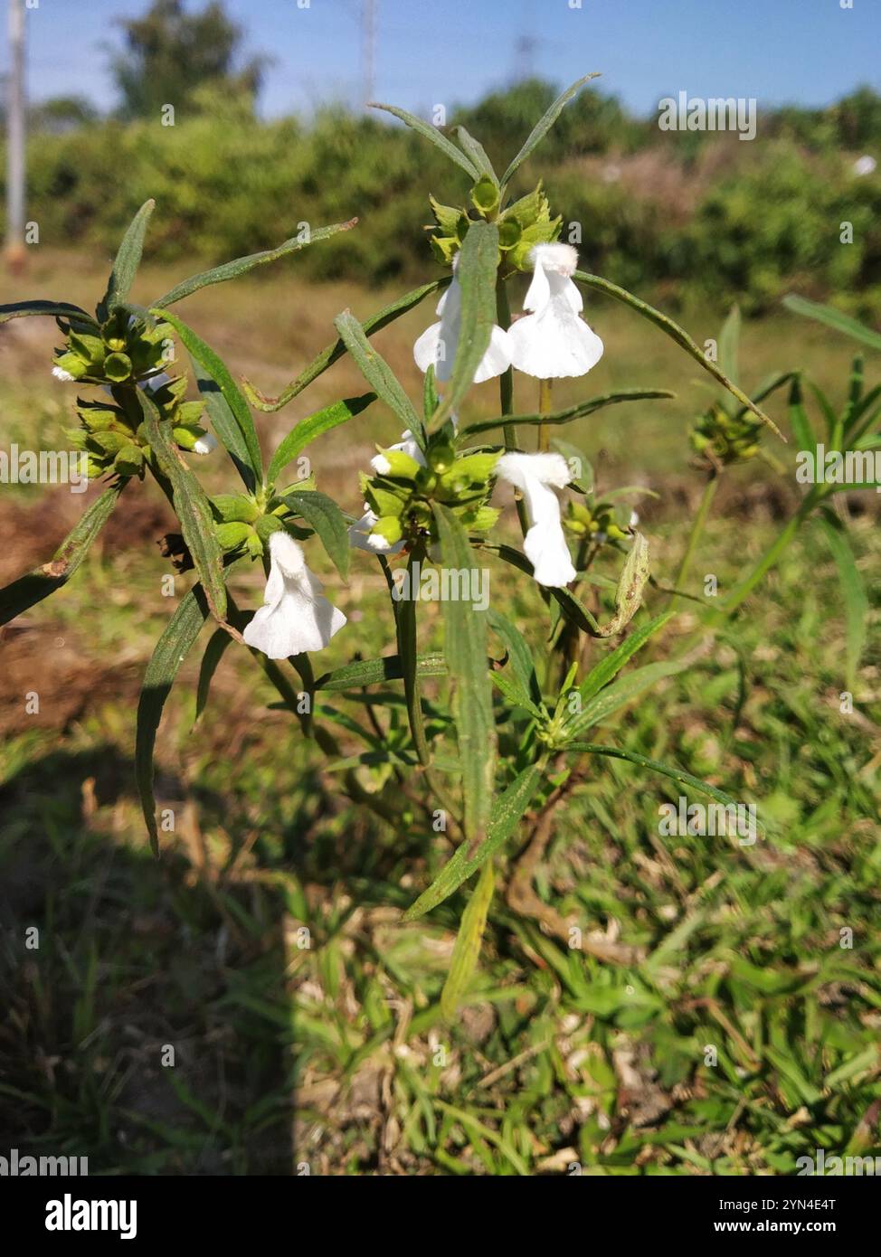 lavender-leaved leucas (Leucas lavandulifolia Stock Photo - Alamy