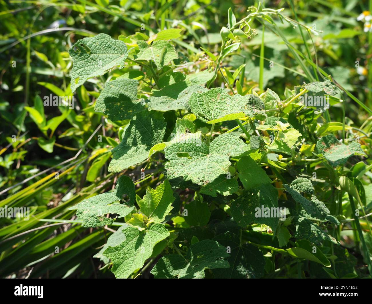 Caesar weed (Urena lobata Stock Photo - Alamy