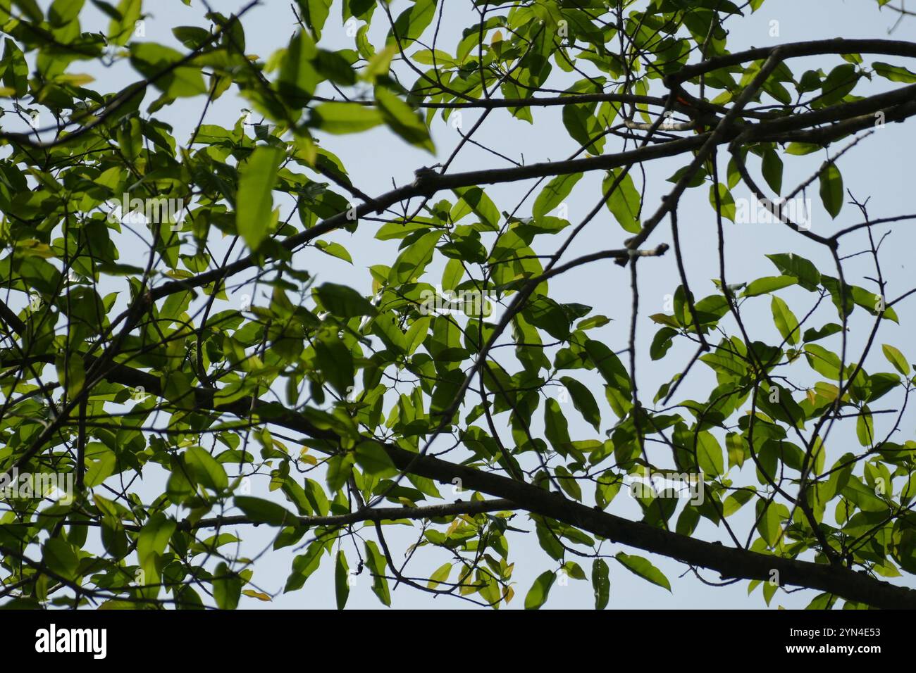 Upas tree (Antiaris toxicaria Stock Photo - Alamy