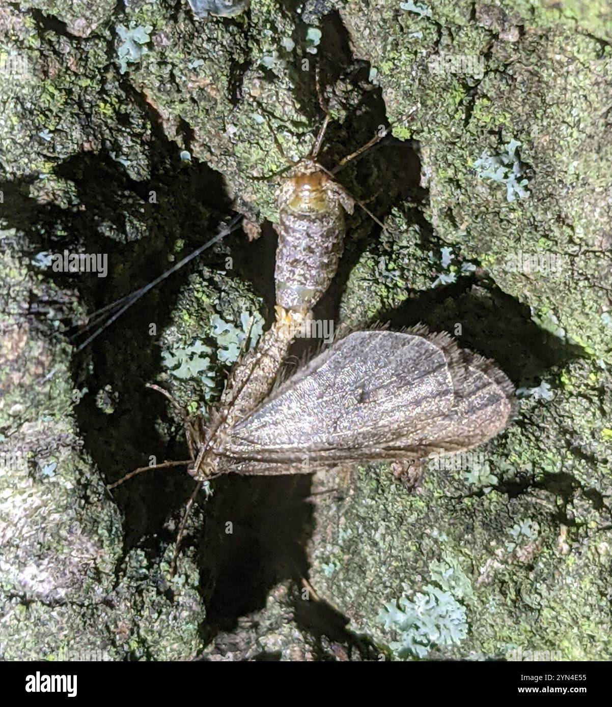 Winter Moth (Operophtera brumata Stock Photo - Alamy