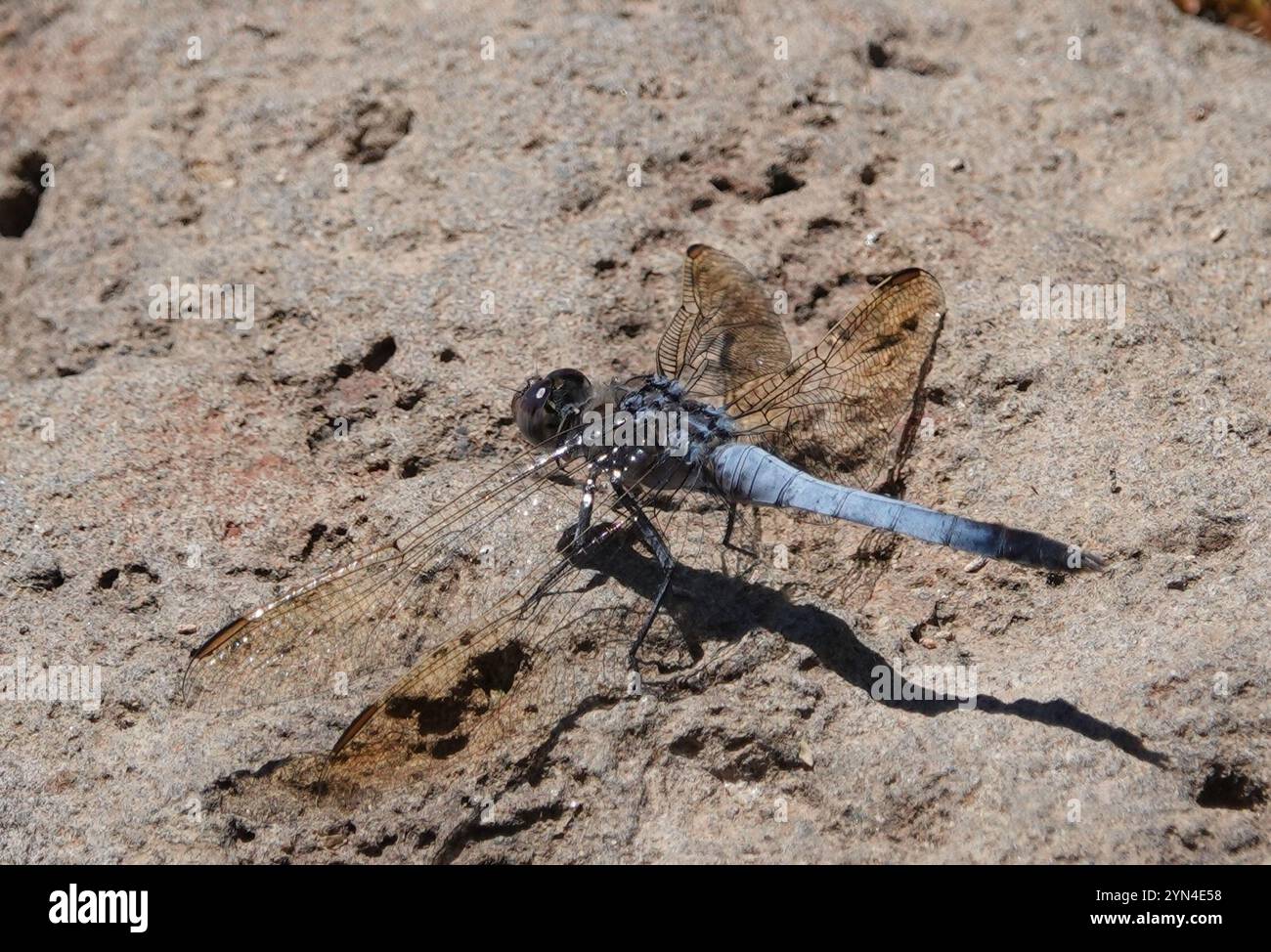 Blue Skimmer (Orthetrum caledonicum Stock Photo - Alamy