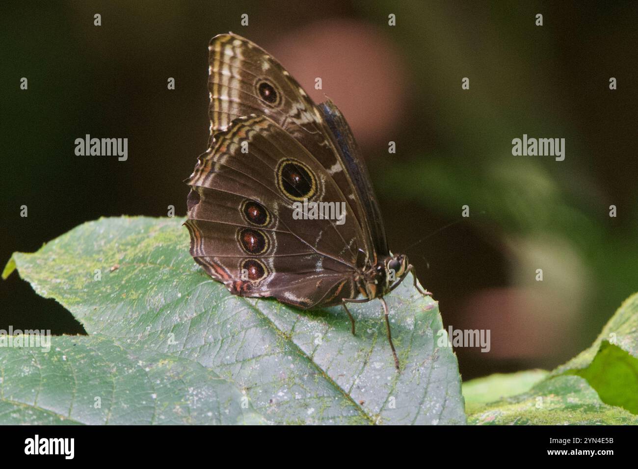 Common Morpho (Morpho helenor Stock Photo - Alamy