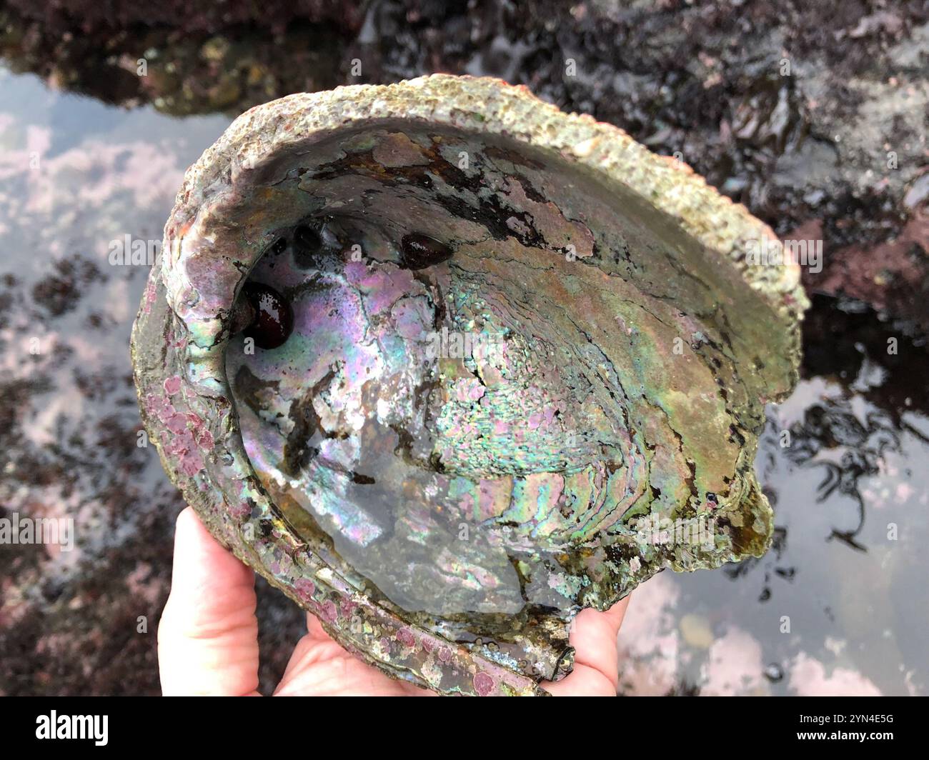 Red Abalone (Haliotis rufescens Stock Photo - Alamy