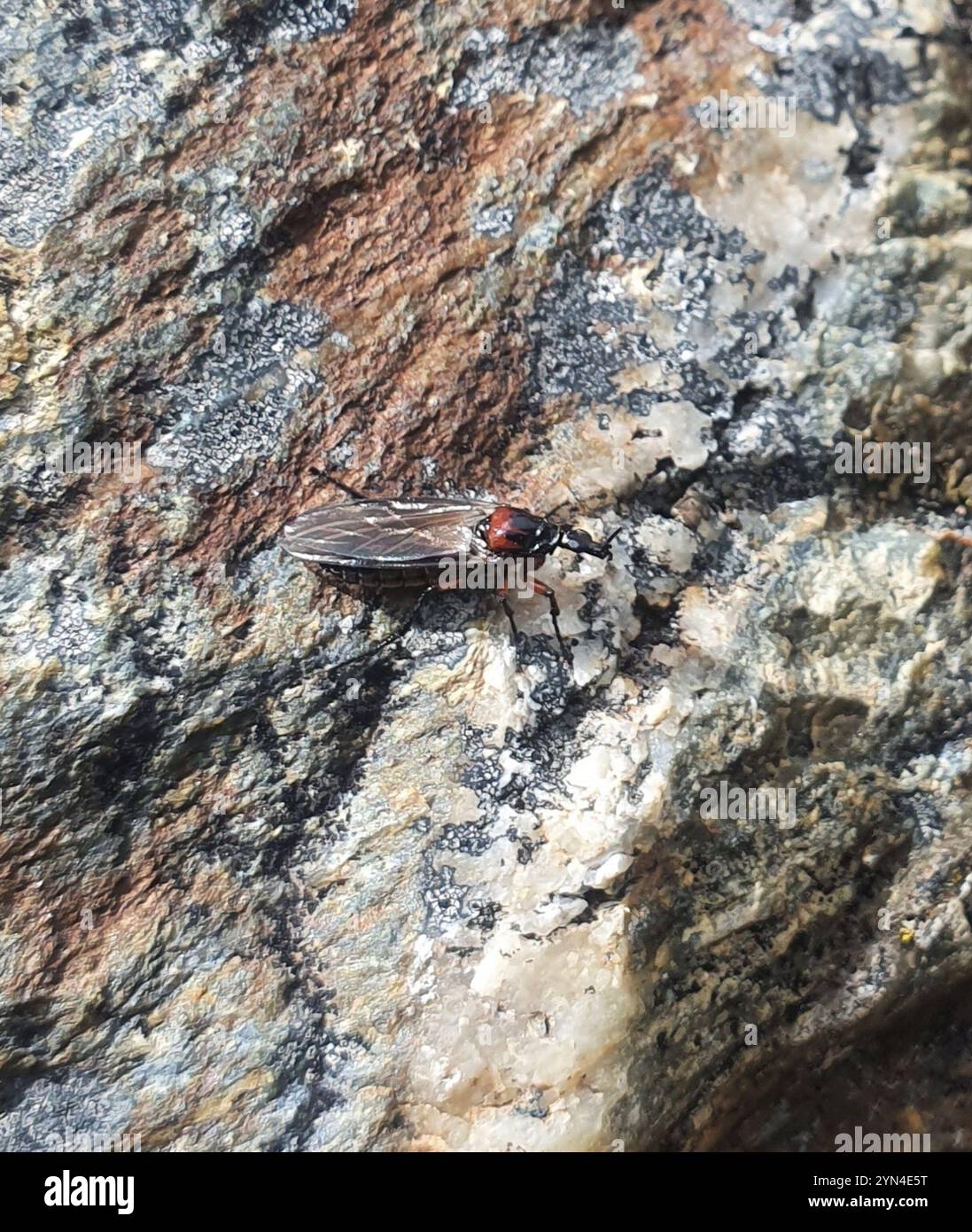 Blossom Fly (Dilophus nigrostigma Stock Photo - Alamy