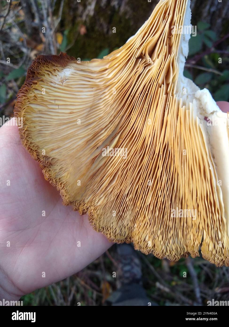 aspen oyster mushroom (Pleurotus populinus Stock Photo - Alamy