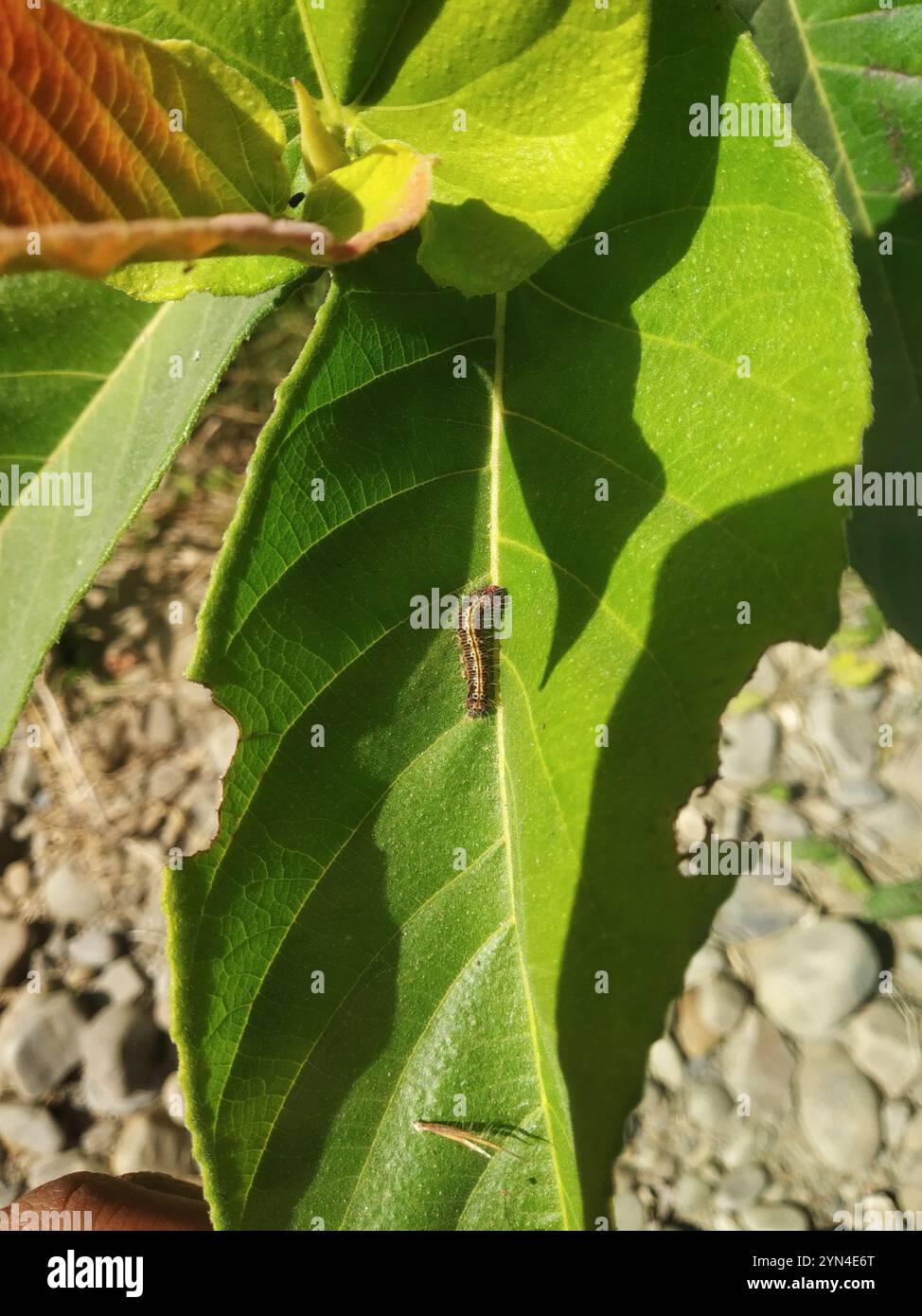 drooping fig (Ficus semicordata Stock Photo - Alamy
