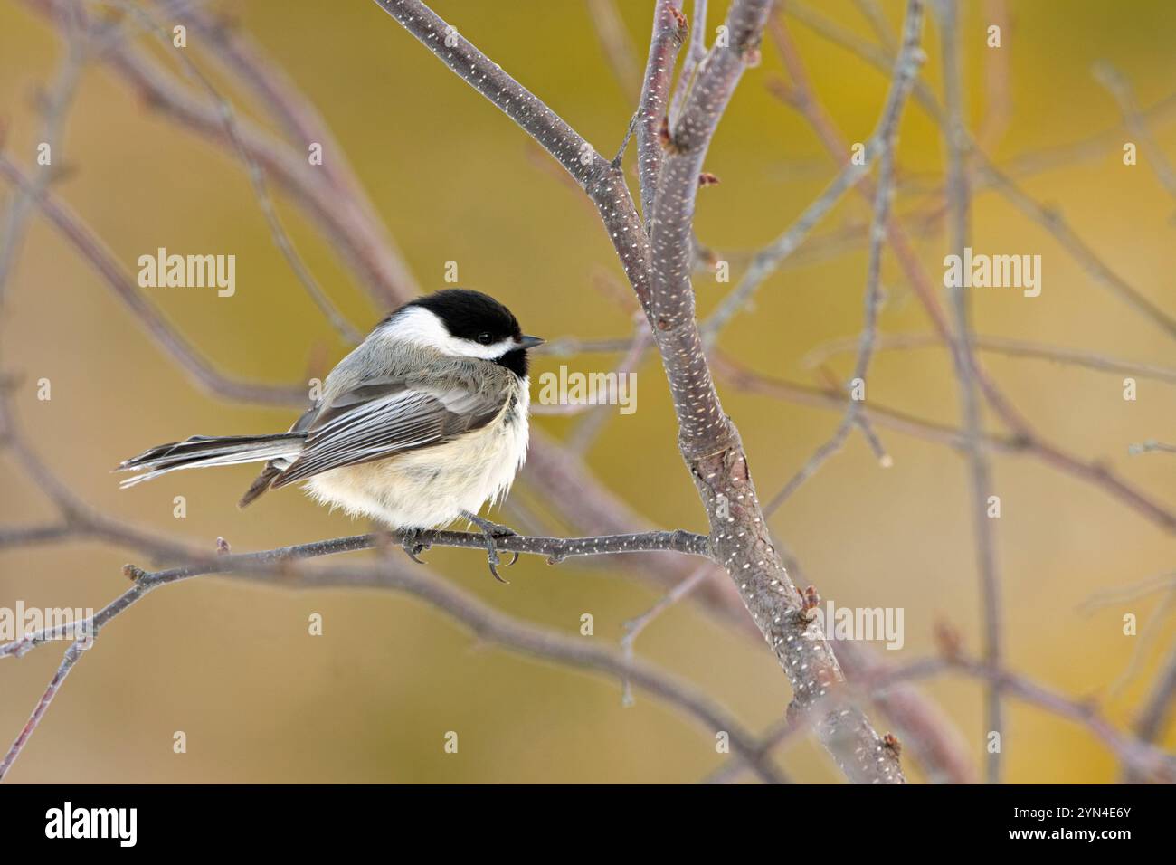 Black capped chickadees hi-res stock photography and images - Alamy