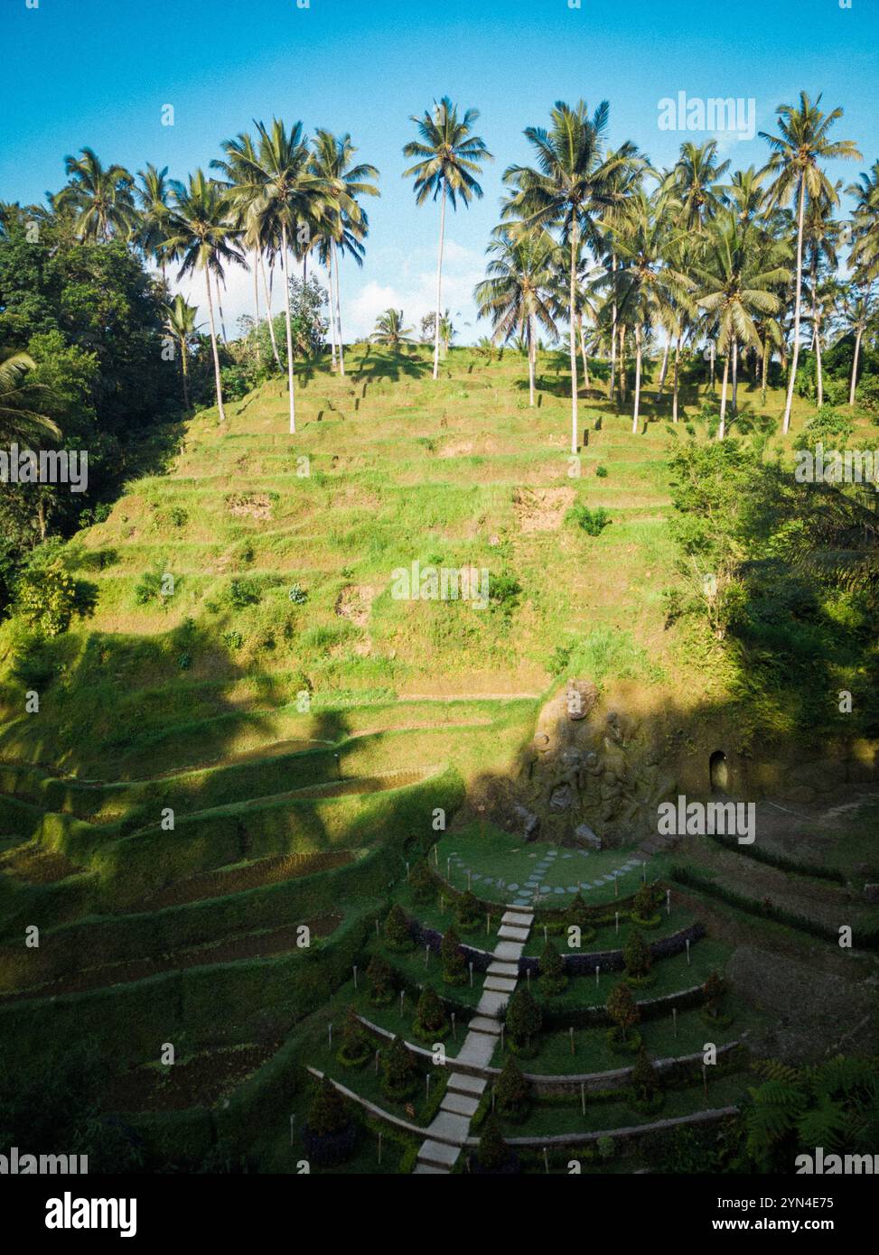 Lush Green Balinese Rice Terraces with Towering Palm Trees Under Clear ...