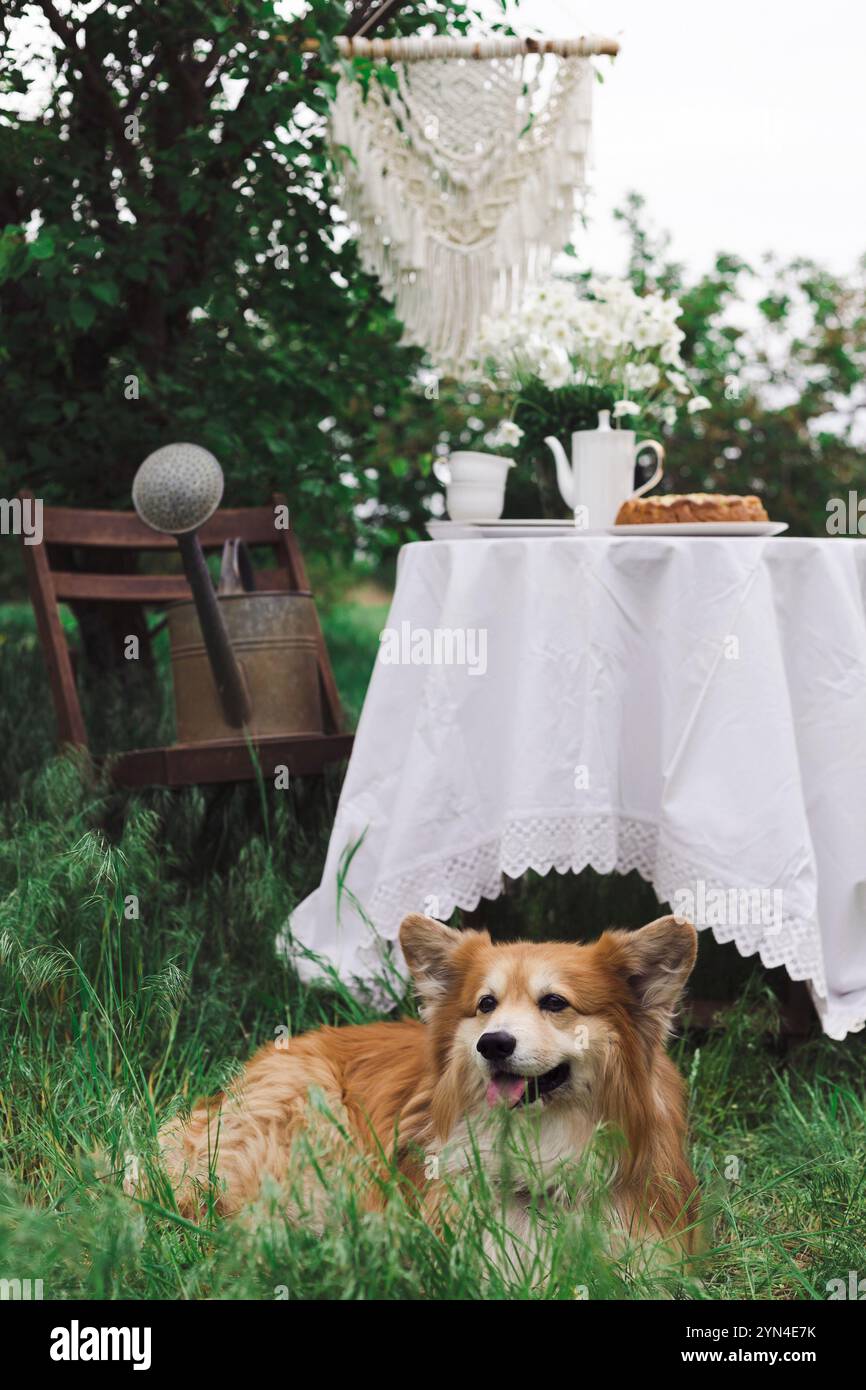 garden and tea party at the country style. still life - cups, dishes ...
