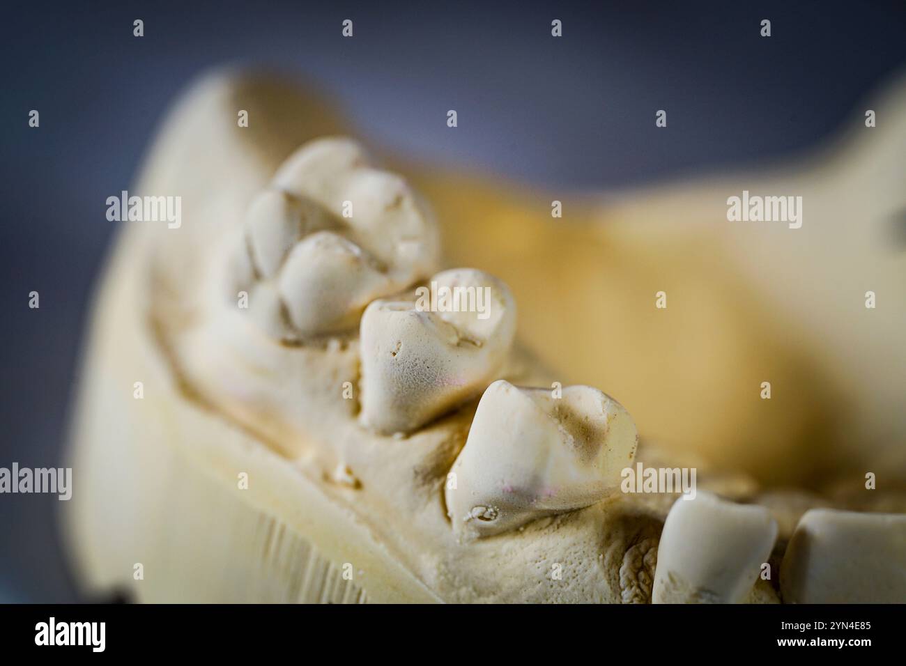 Object image of a medical dental impression Stock Photo - Alamy
