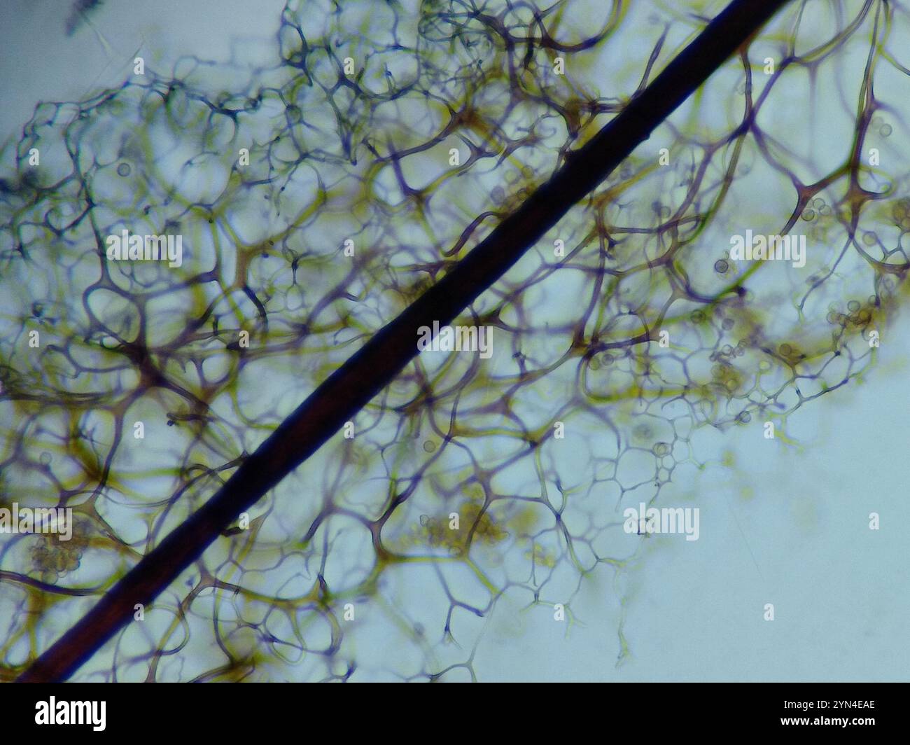 (Stemonitis axifera smithii Stock Photo - Alamy