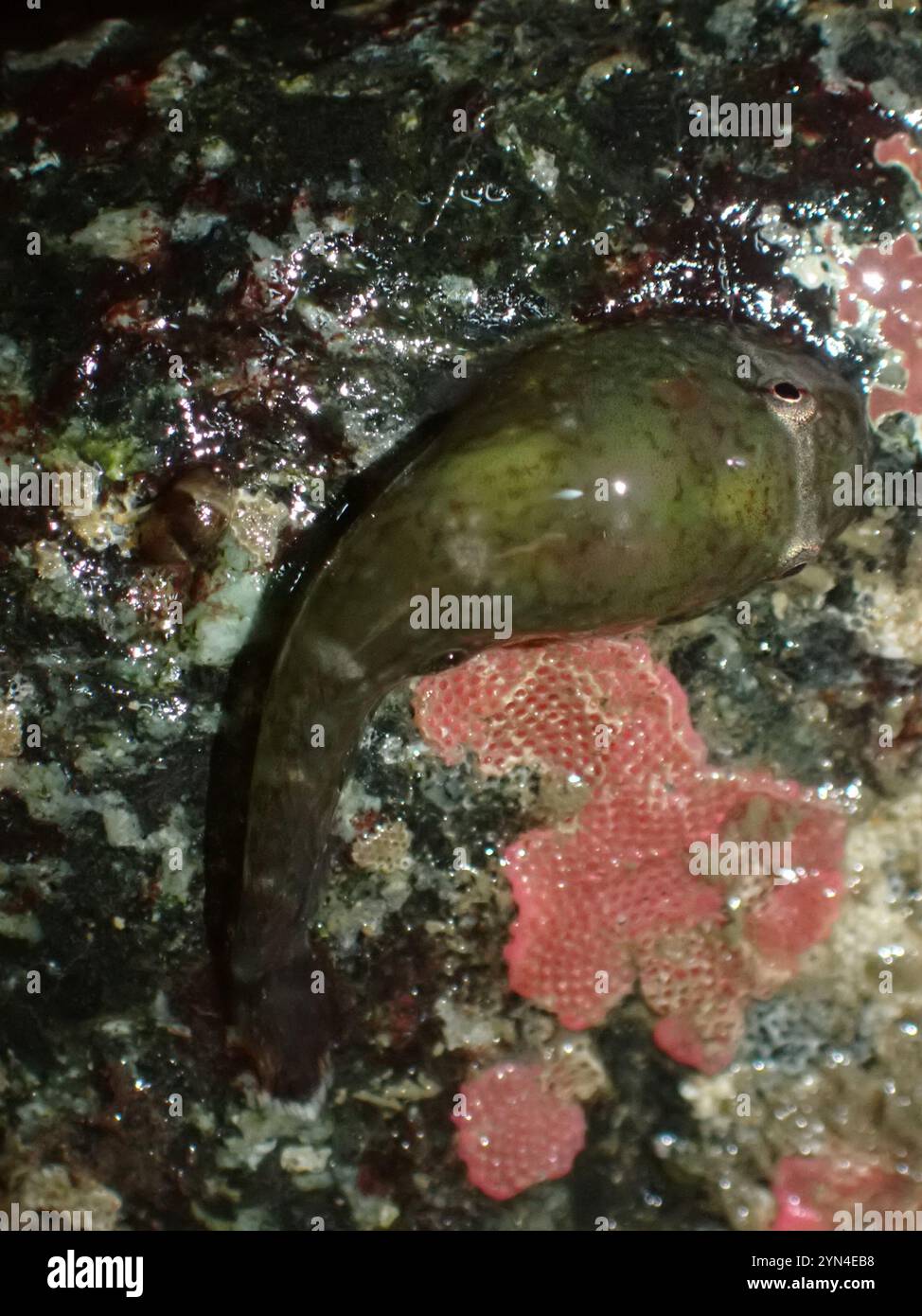 Northern Clingfish (Gobiesox maeandricus Stock Photo - Alamy