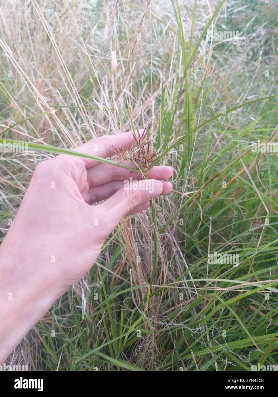 Sweet cyperus cyperus longus hi-res stock photography and images - Alamy