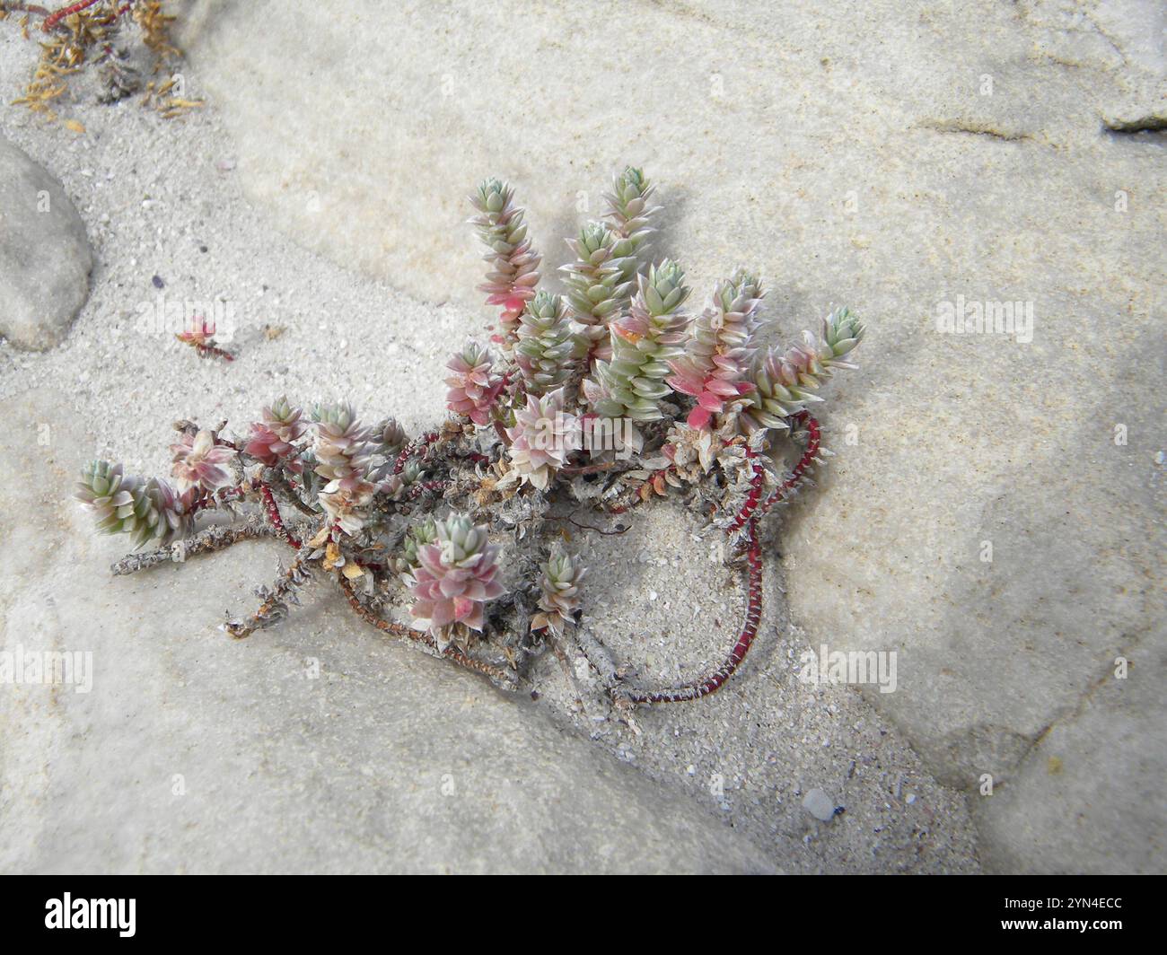 Beach Soutbos (Chenolea diffusa Stock Photo - Alamy