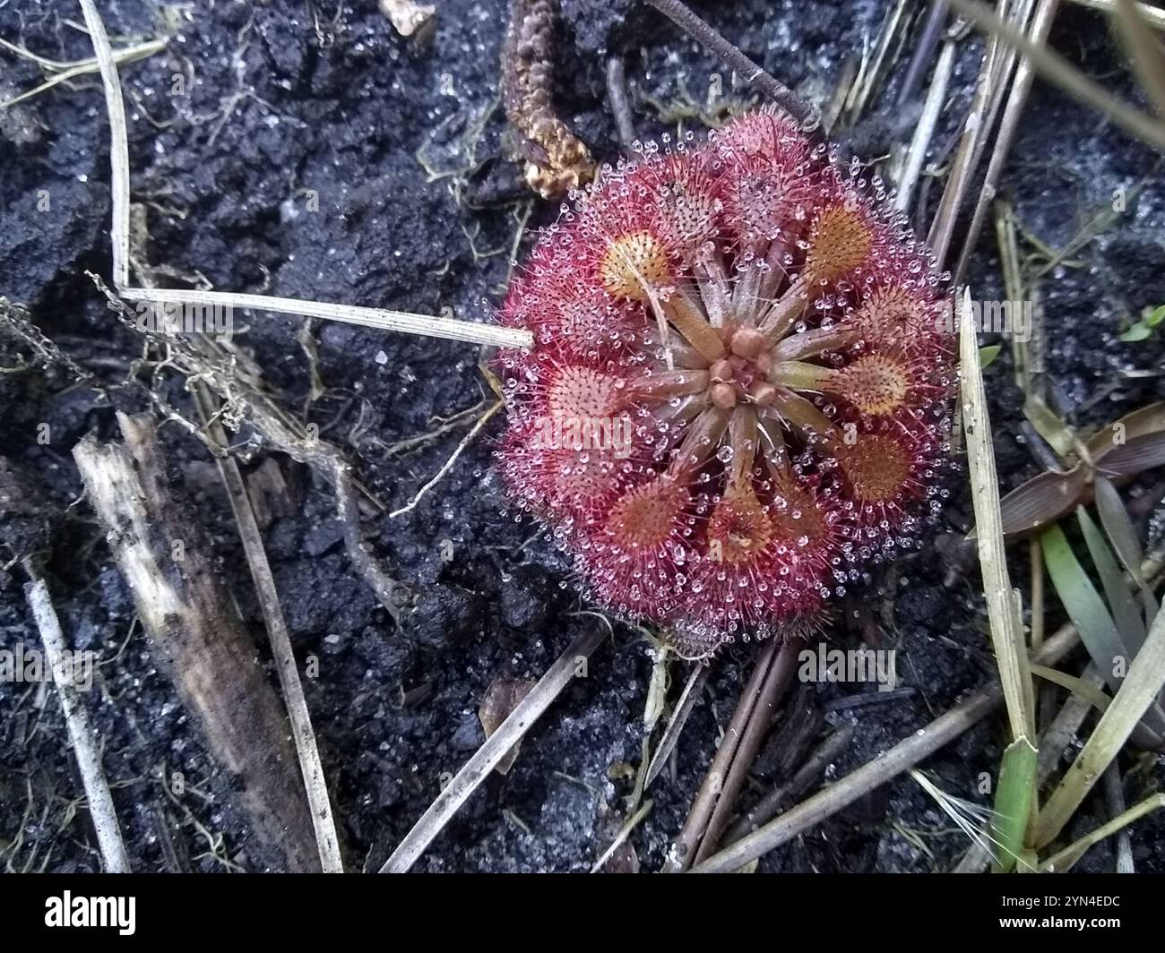 Pink Sundew (Drosera capillaris Stock Photo - Alamy