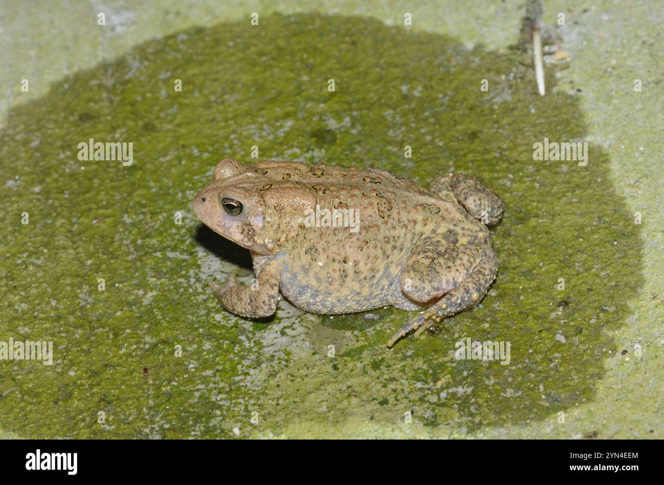American Toad (Anaxyrus americanus Stock Photo - Alamy