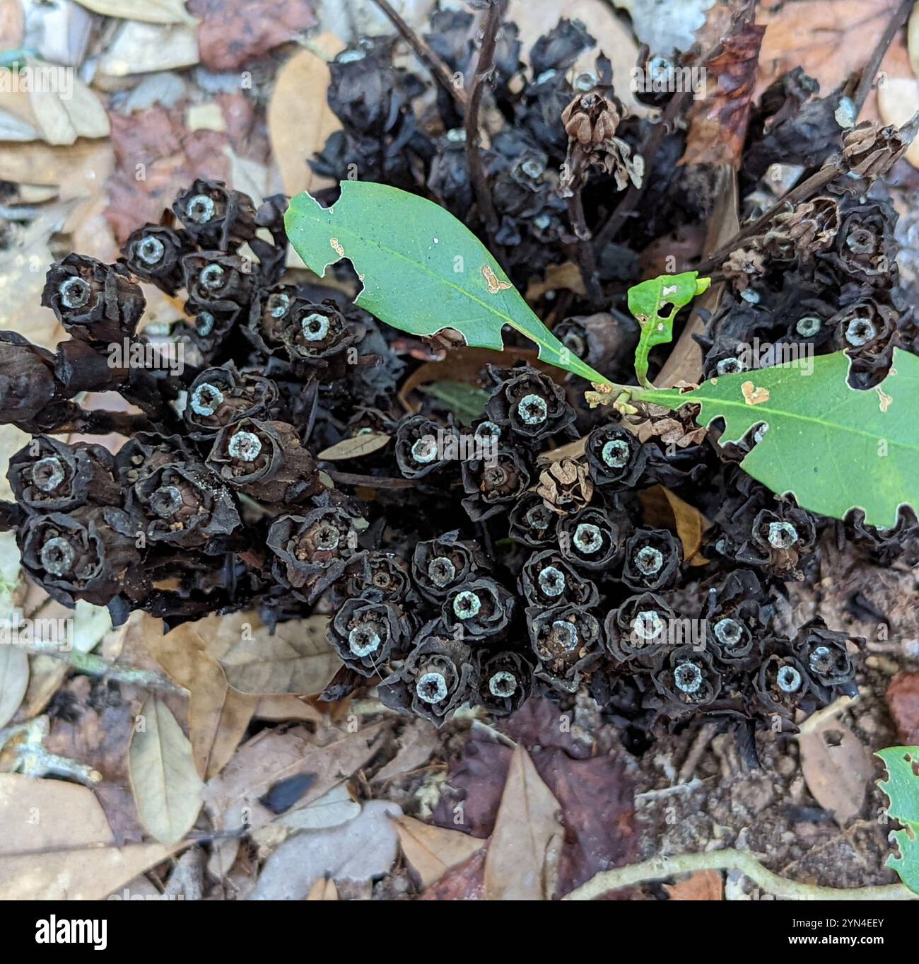 Ghost Pipe (Monotropa uniflora Stock Photo - Alamy