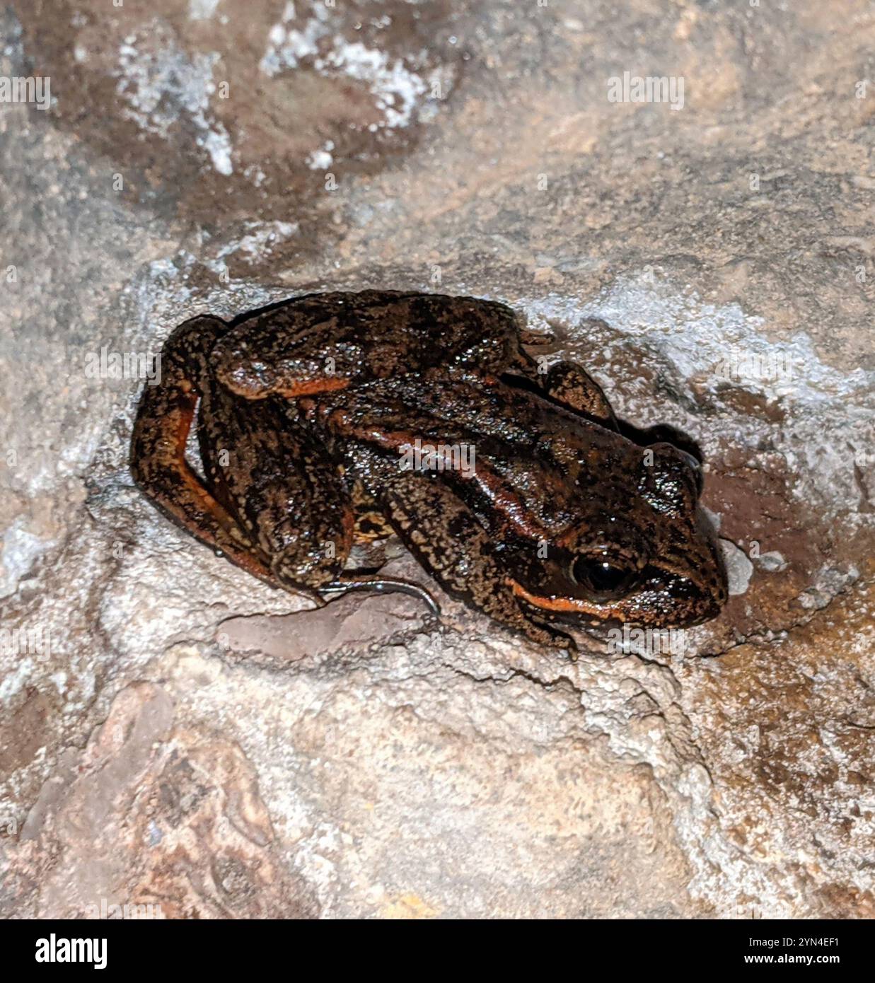 Northern Red-legged Frog (Rana aurora Stock Photo - Alamy