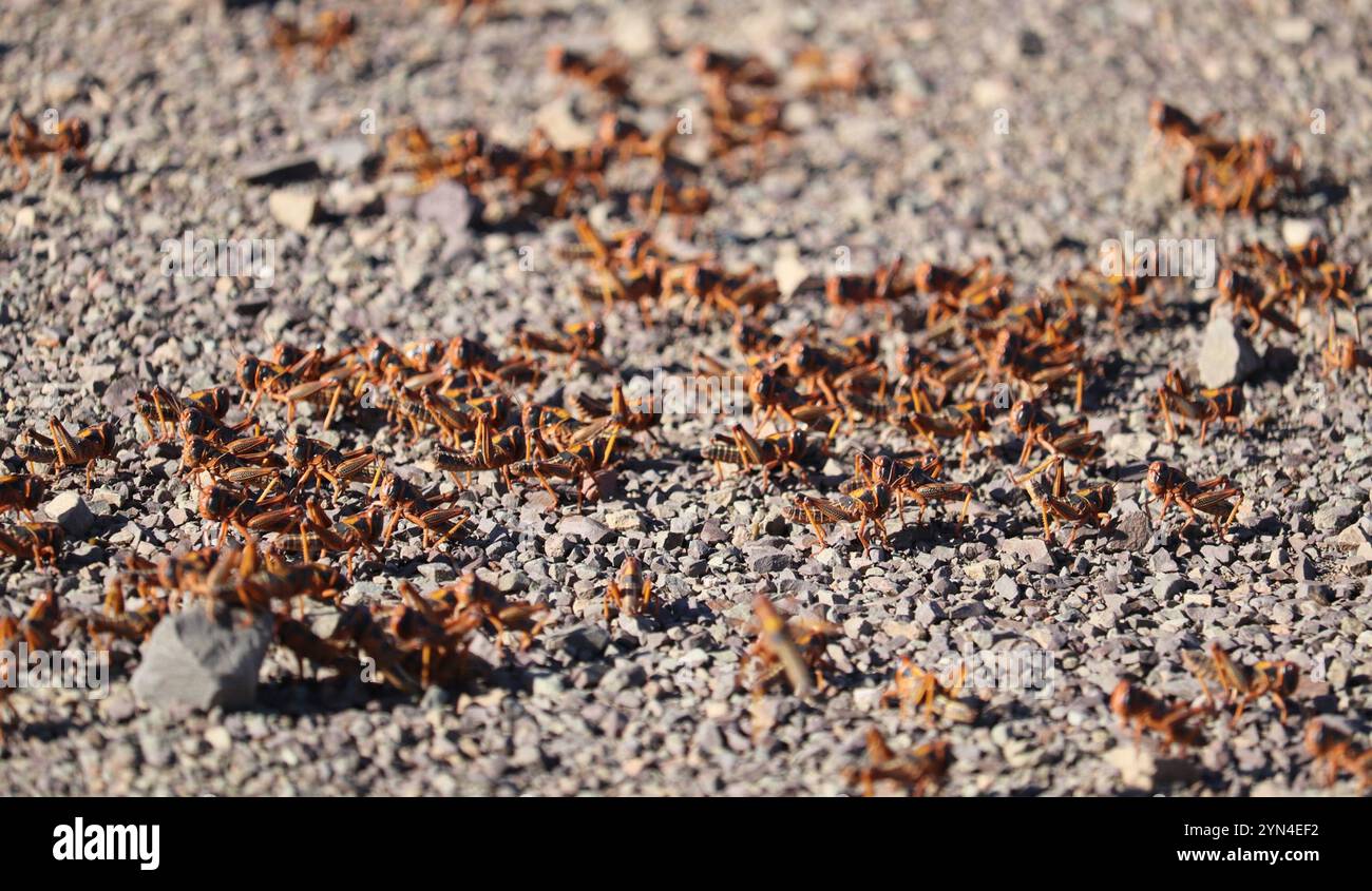 Locustana pardalina hi-res stock photography and images - Alamy