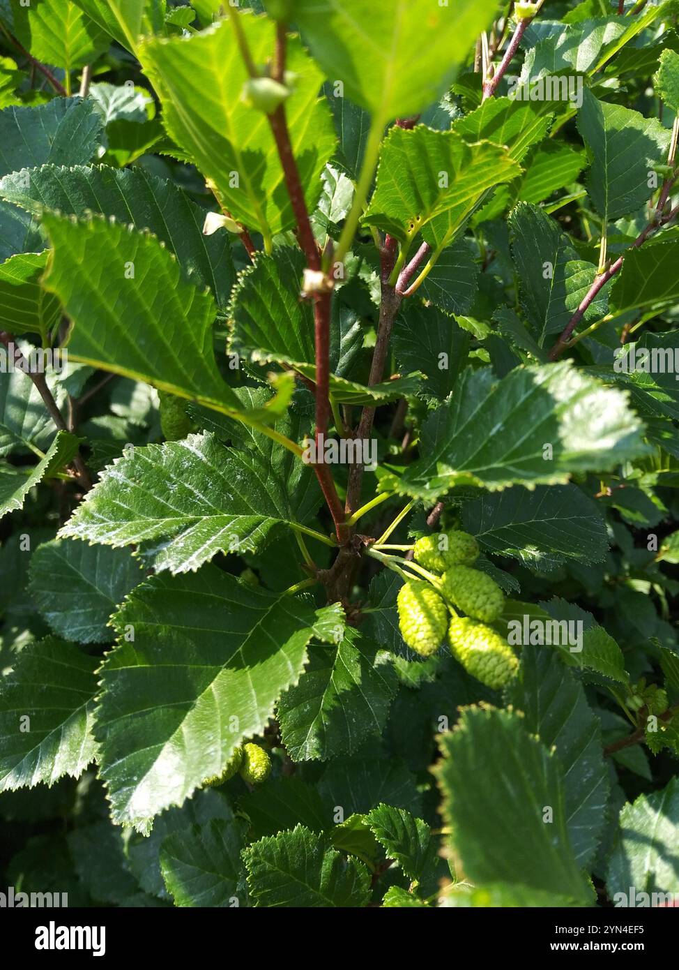 Sitka Alder (Alnus alnobetula sinuata Stock Photo - Alamy