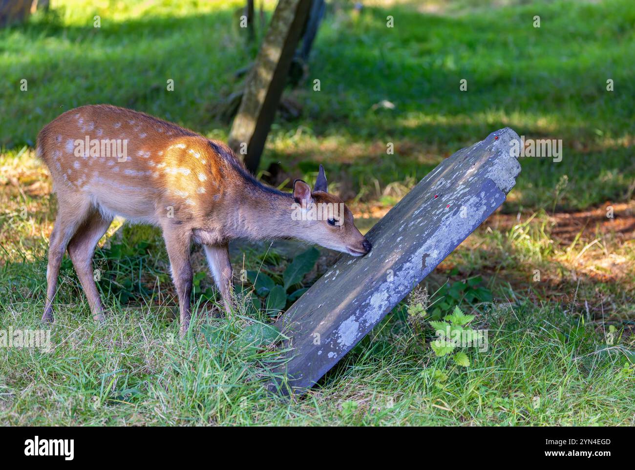 Sika or Japanese deer "Cervus nippon" nuzzling fallen headstone in old ...