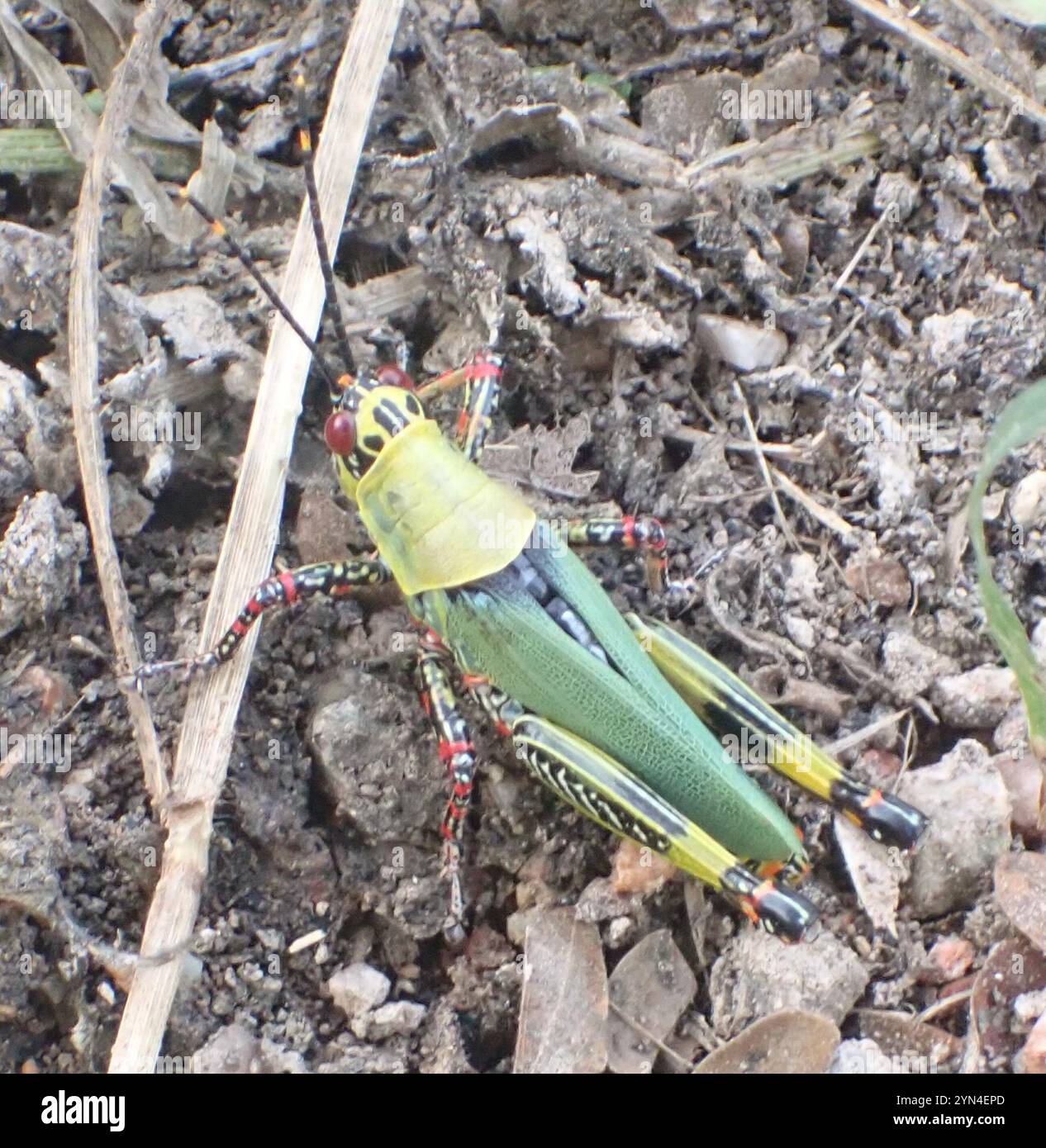Variegated grasshopper (Zonocerus variegatus Stock Photo - Alamy