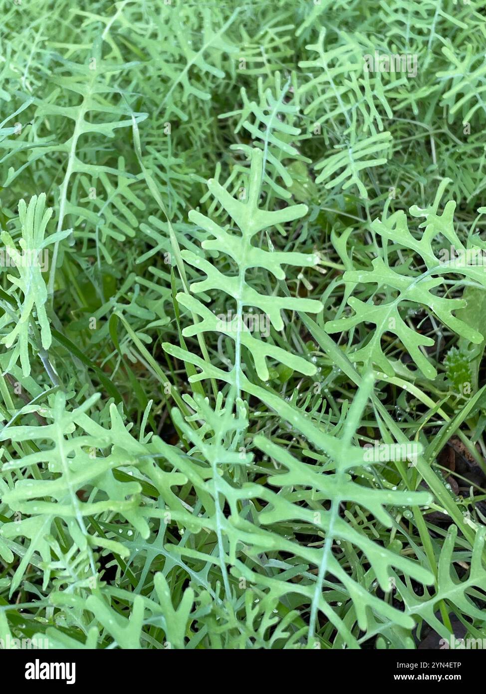 white fiesta flower (Pholistoma membranaceum Stock Photo - Alamy