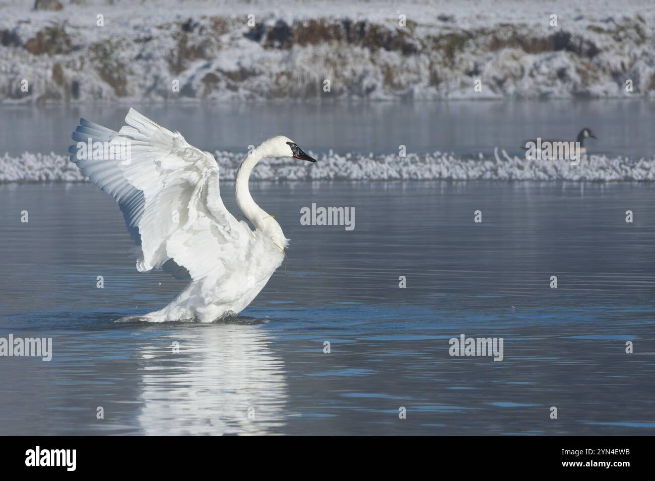 Trumpeter Swan (Cygnus buccinator). Early morning fog on the ...
