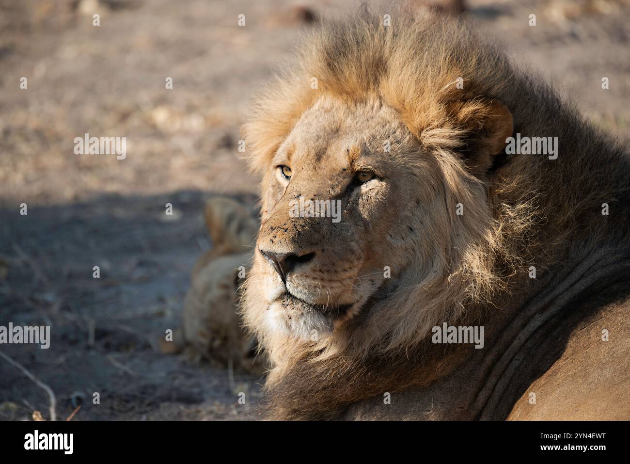 Portrait of large male lion with blond mane staring into the distance ...