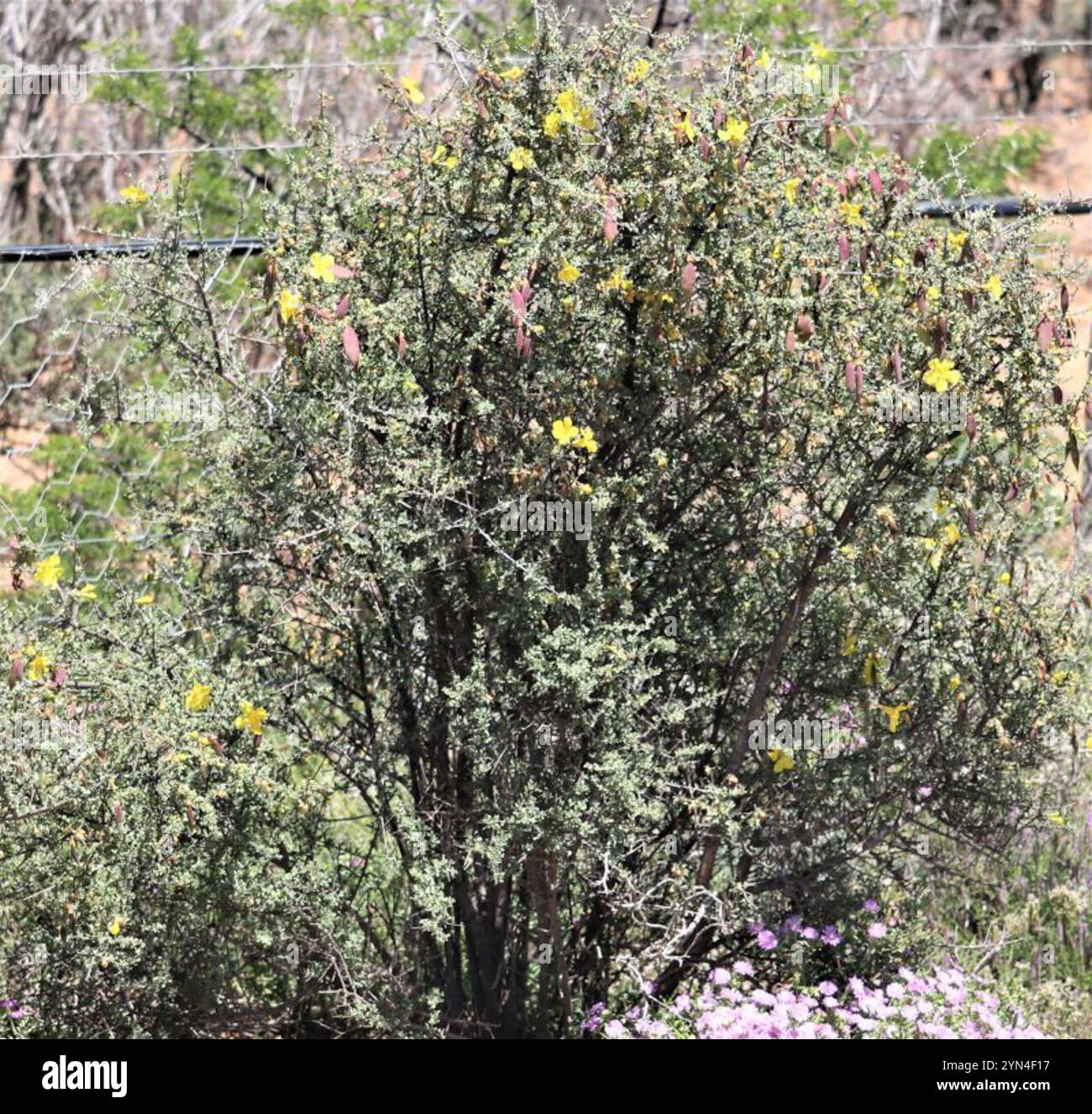 Karoo gold hi-res stock photography and images - Alamy