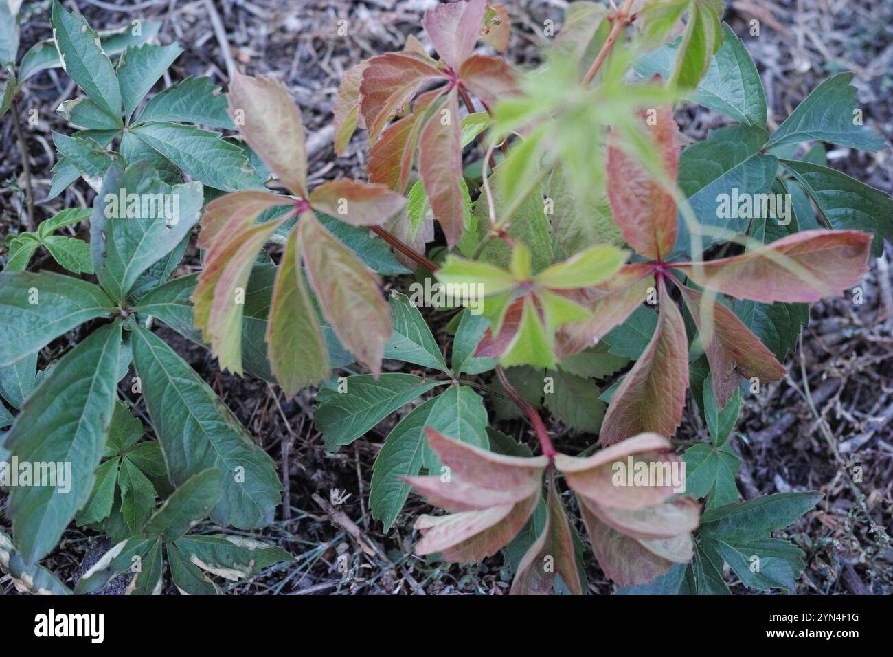 thicket creeper (Parthenocissus inserta Stock Photo - Alamy