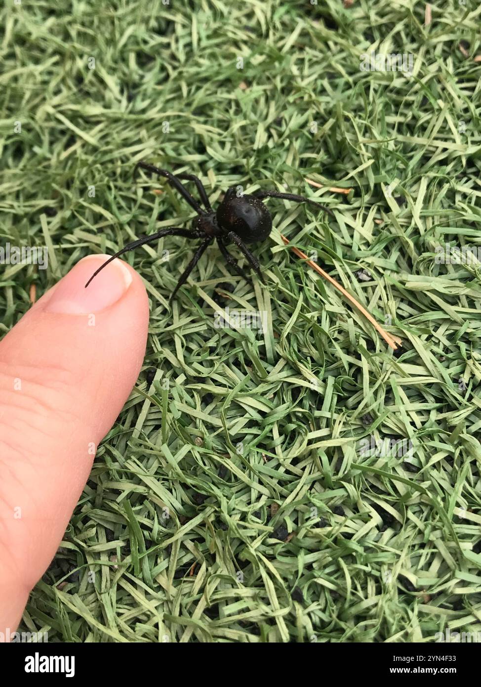 Western Black Widow (Latrodectus hesperus Stock Photo - Alamy
