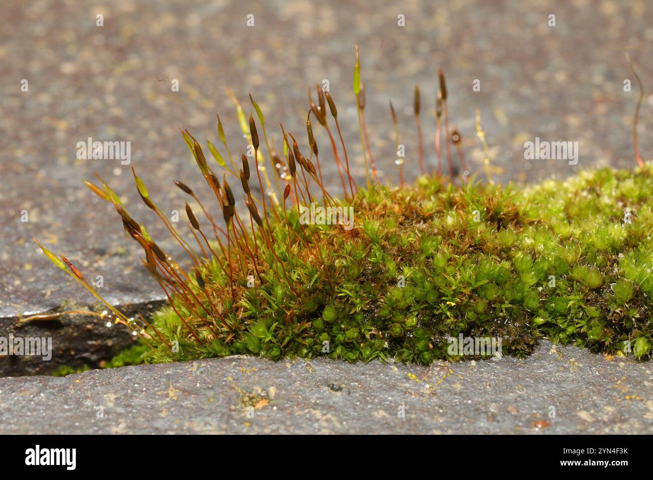 Wall Screw-moss (Tortula muralis Stock Photo - Alamy