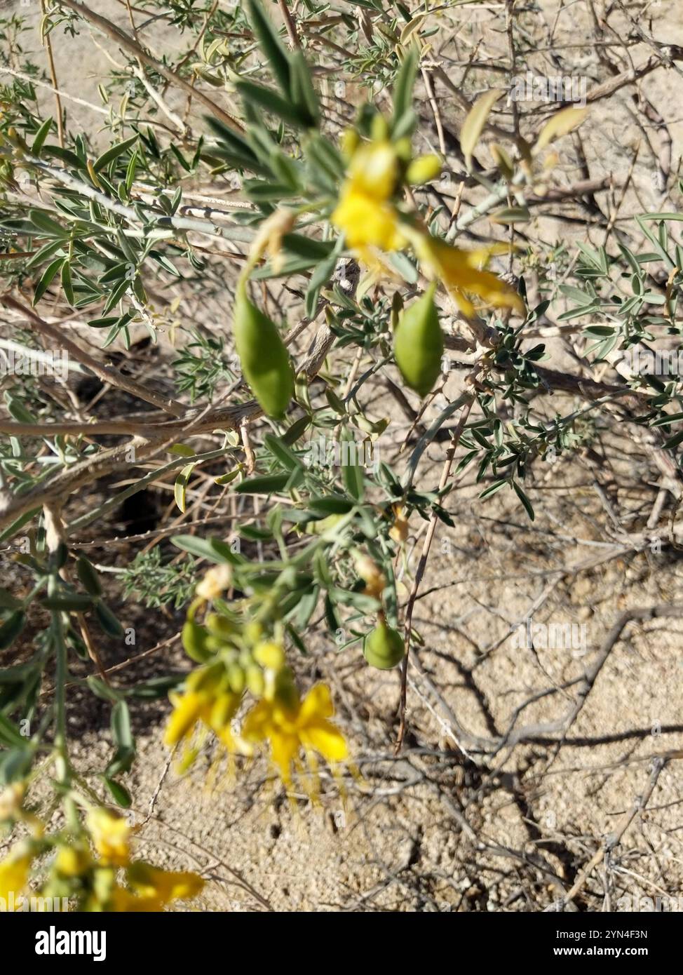 Bladderpod (Cleomella arborea Stock Photo - Alamy
