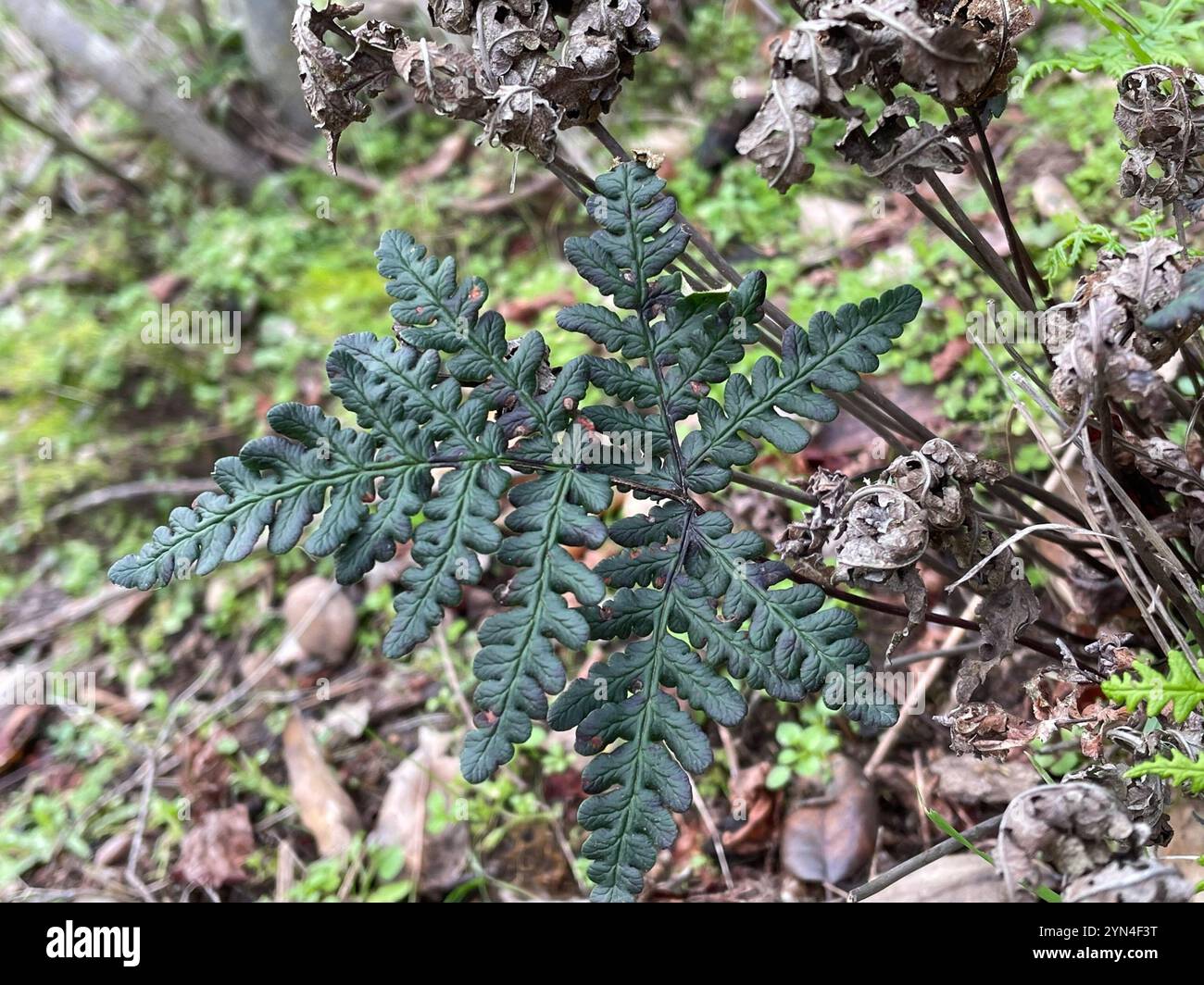 goldback fern (Pentagramma triangularis Stock Photo - Alamy