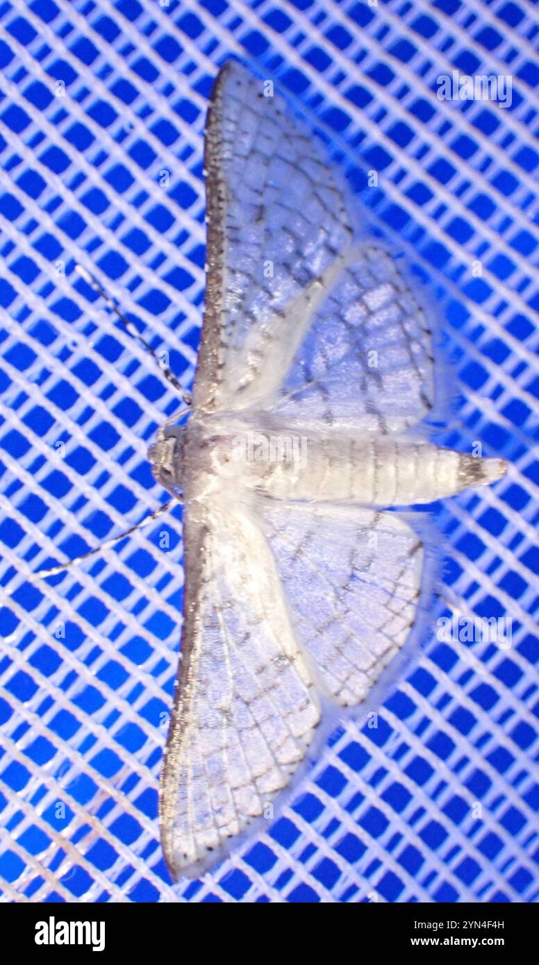 Pearl Moths (Spilomelinae Stock Photo - Alamy