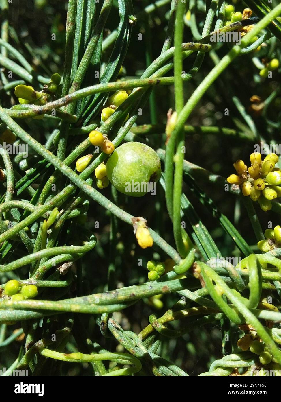 Downy Dodder-laurel (Cassytha pubescens Stock Photo - Alamy