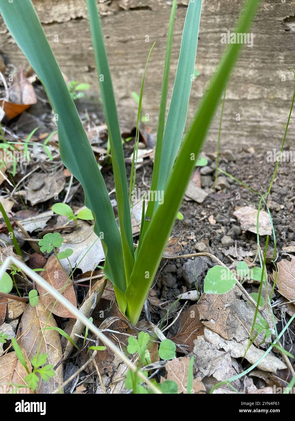wavy-leafed soap plant (Chlorogalum pomeridianum Stock Photo - Alamy