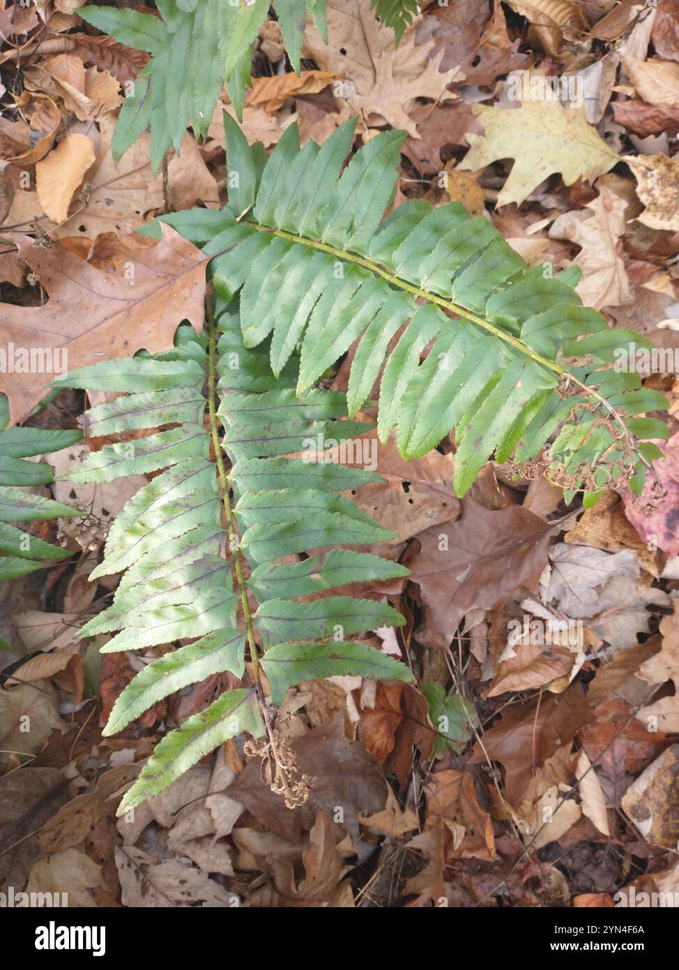 Christmas fern (Polystichum acrostichoides Stock Photo - Alamy