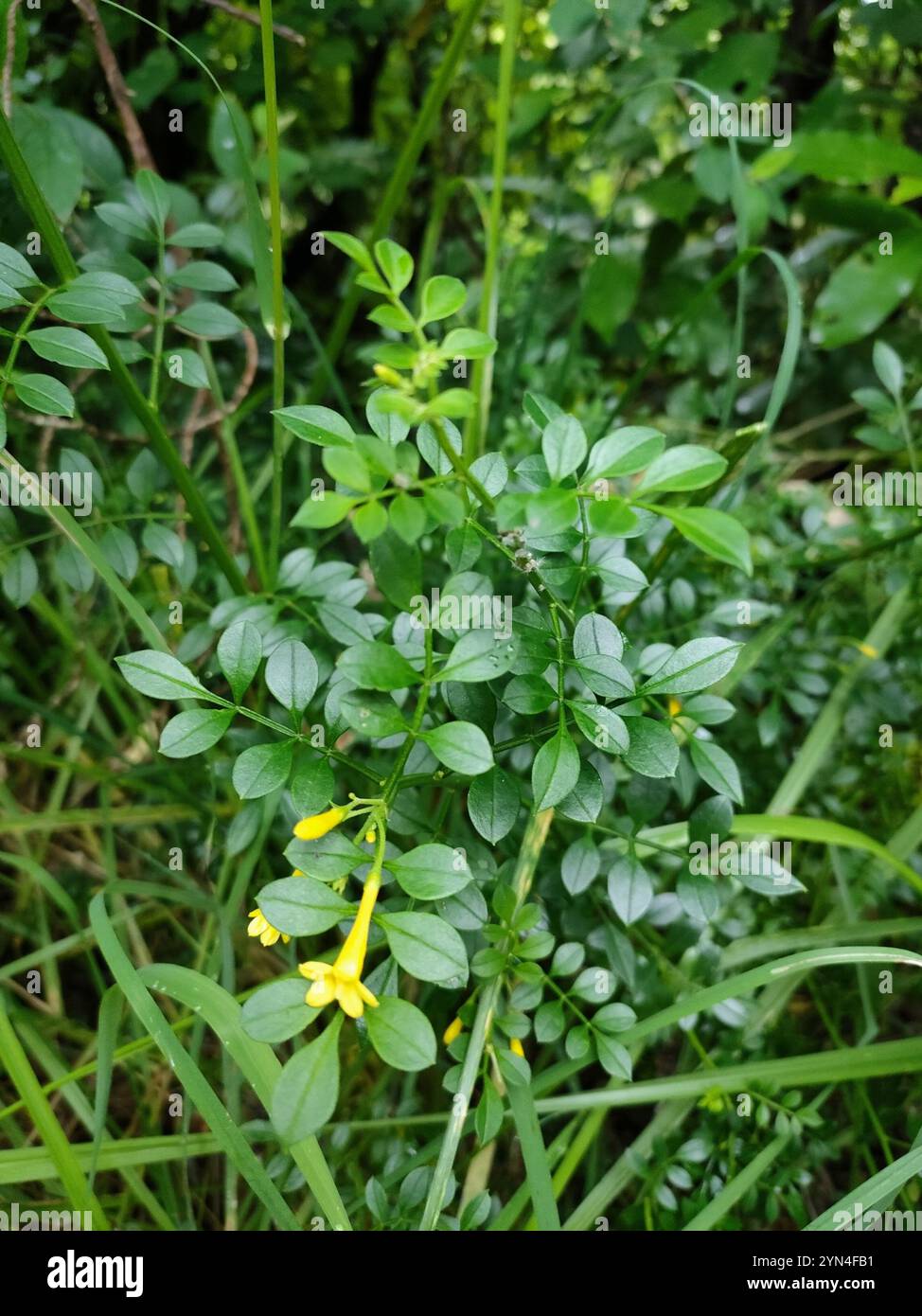 Italian Jasmine (Chrysojasminum humile Stock Photo - Alamy