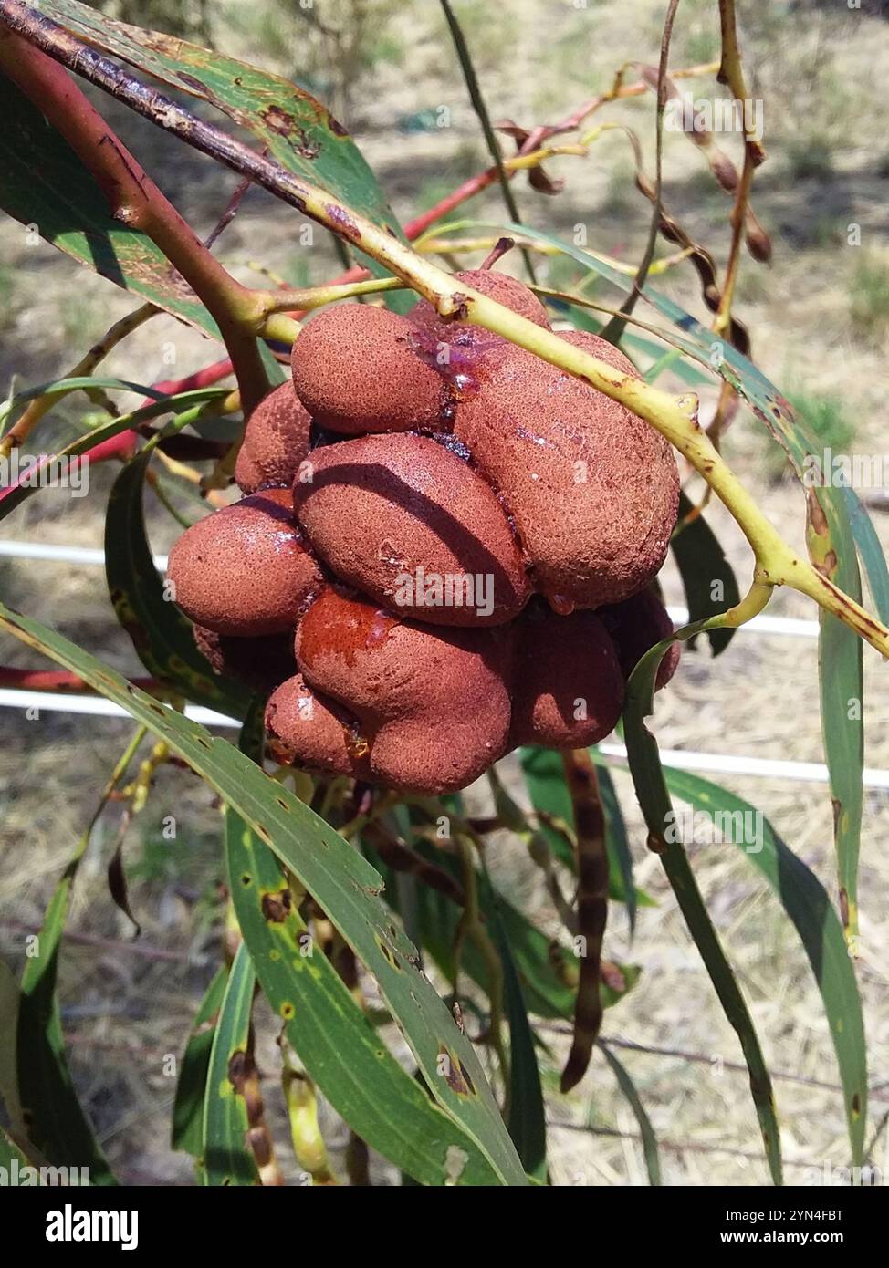 Uromycladium hi-res stock photography and images - Alamy