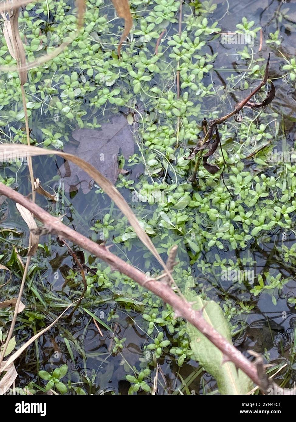 Pond water-starwort (Callitriche stagnalis Stock Photo - Alamy