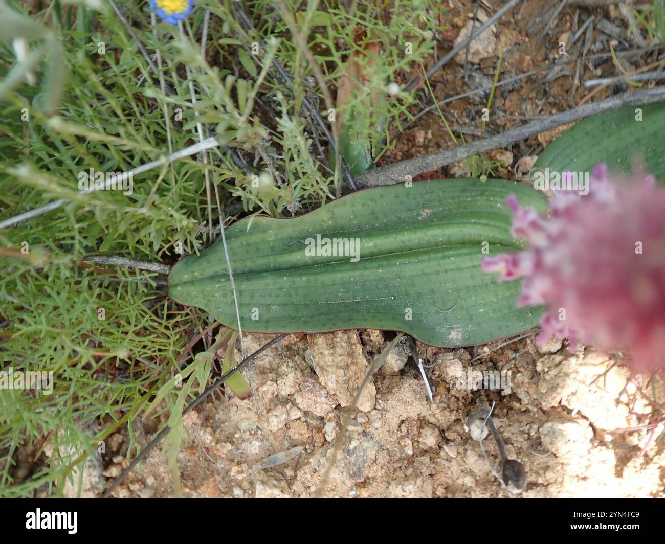 Flesh Viooltjie (Lachenalia carnosa Stock Photo - Alamy