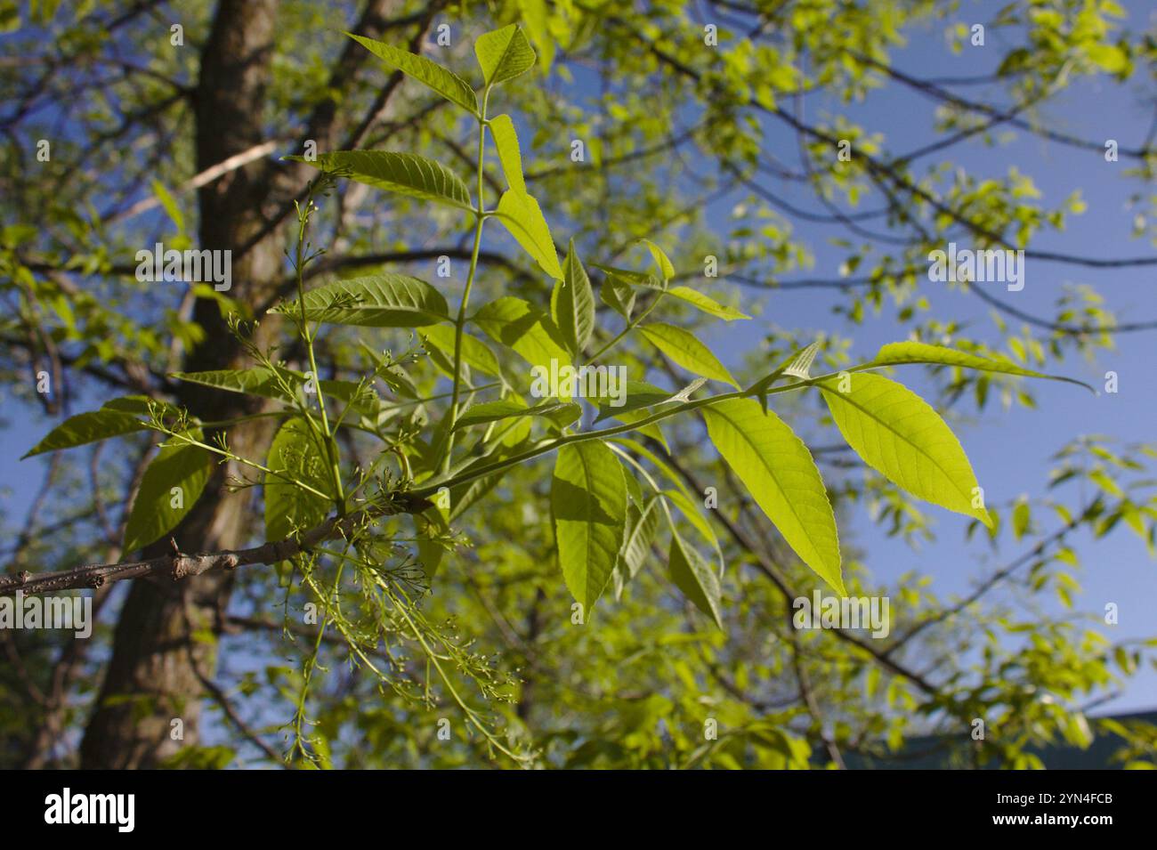 red ash (Fraxinus pennsylvanica pennsylvanica Stock Photo - Alamy
