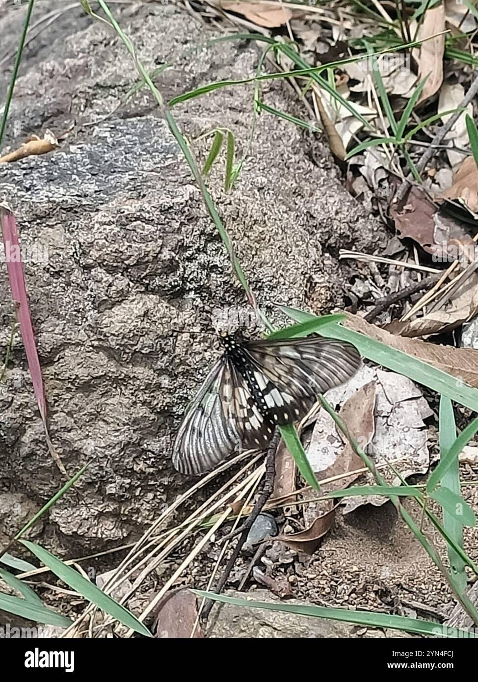 Glasswing (Acraea andromacha Stock Photo - Alamy