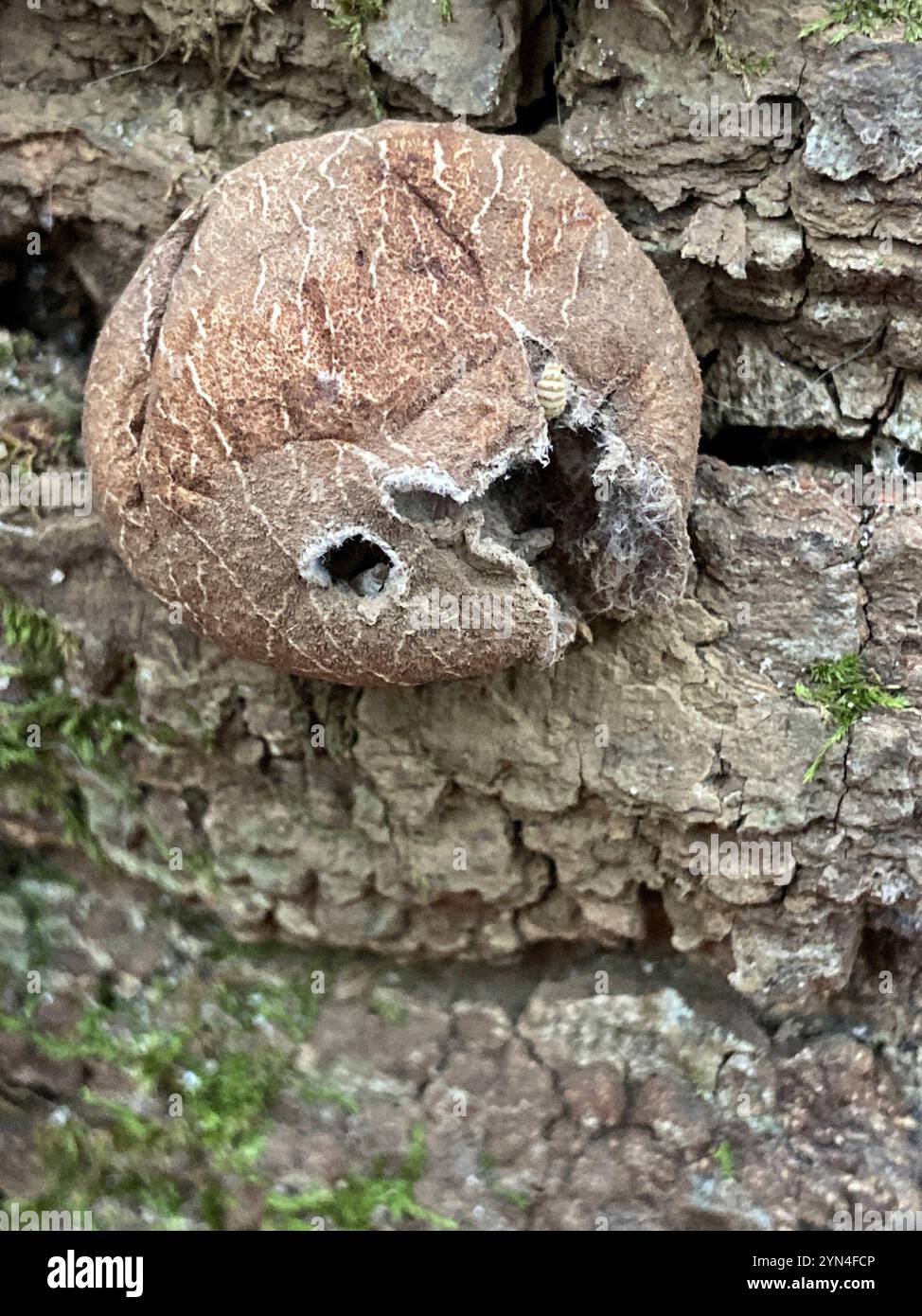 Pear-shaped Puffball (Apioperdon pyriforme Stock Photo - Alamy