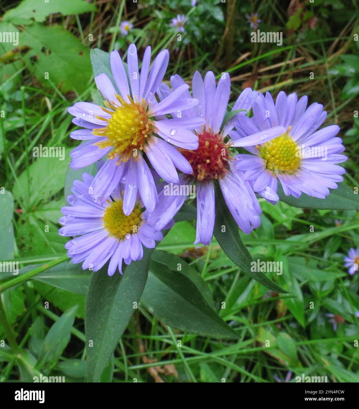 New York aster (Symphyotrichum novi-belgii Stock Photo - Alamy