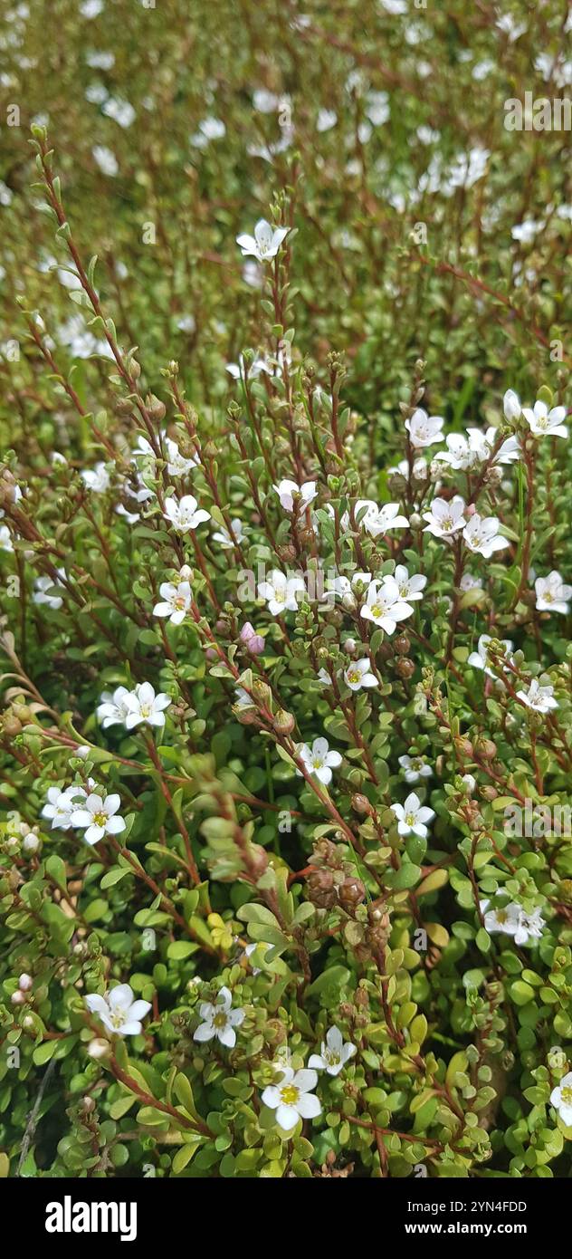 Sea Primrose (Samolus repens Stock Photo - Alamy