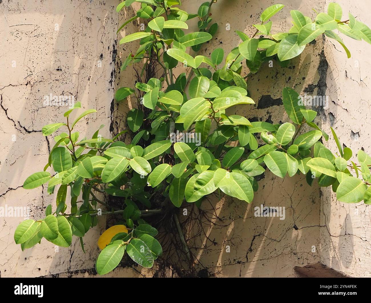Dye fig (Ficus tinctoria Stock Photo - Alamy