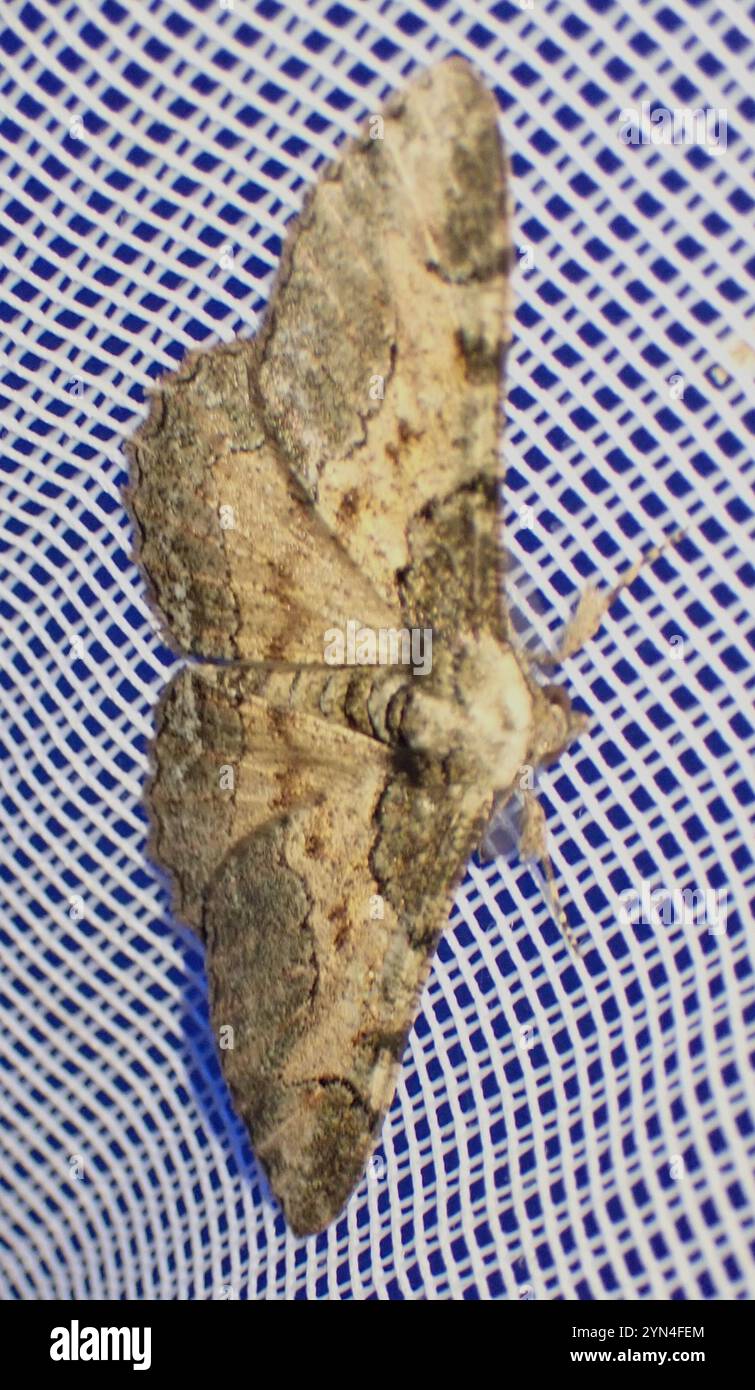 Geometer Moths (Geometridae Stock Photo - Alamy